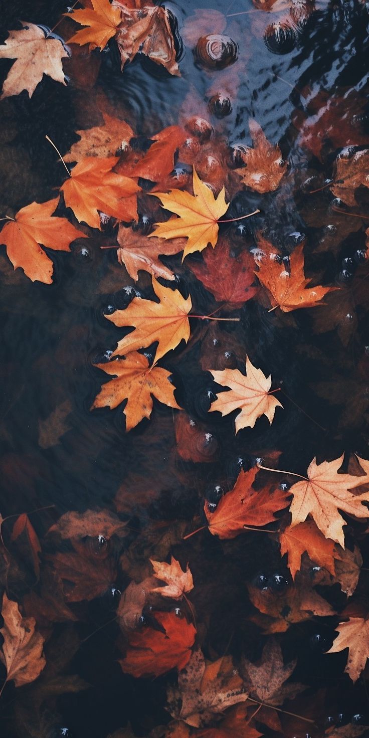Fallen Leaves Wallpapers - Top Free Fallen Leaves Backgrounds ...