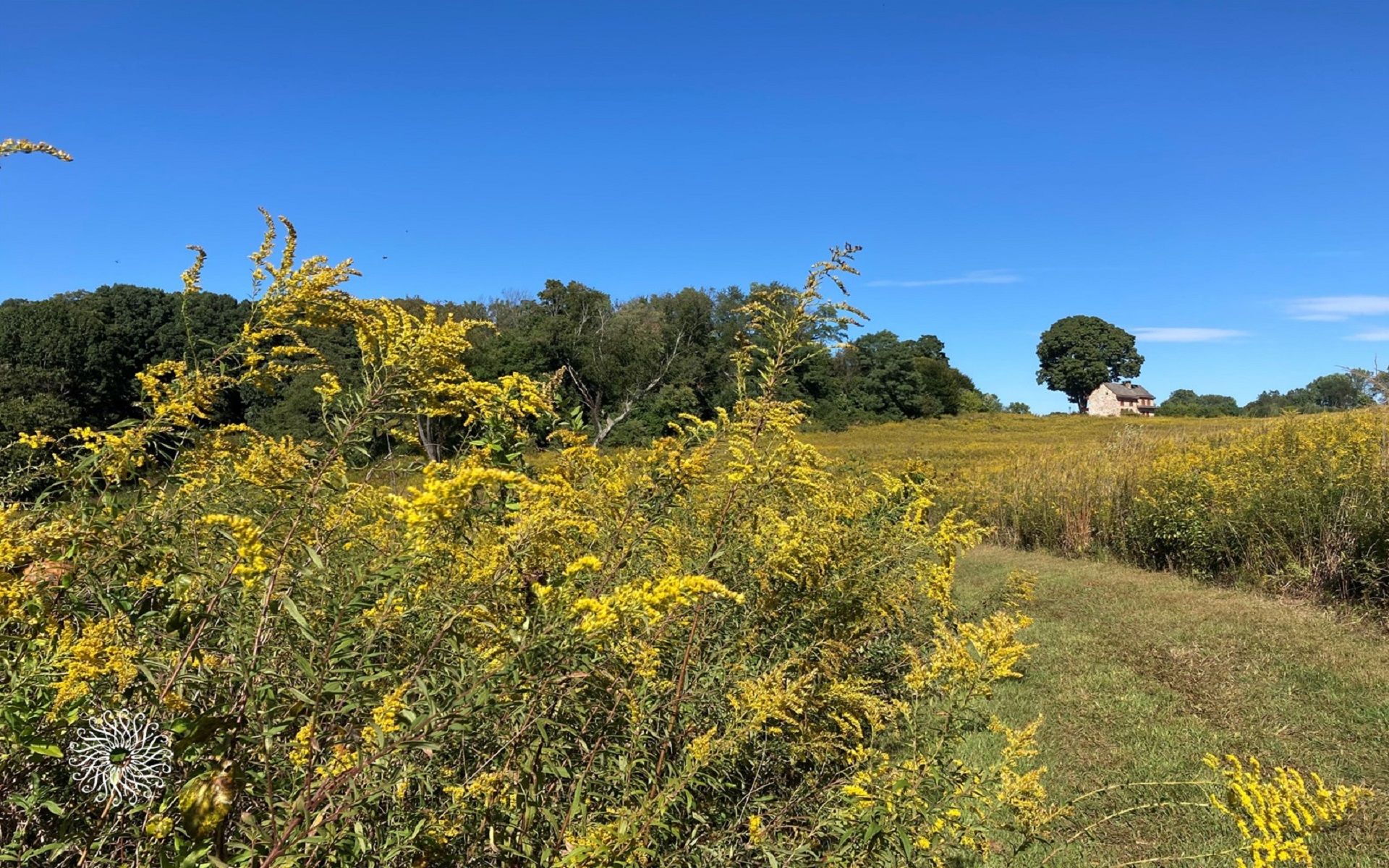 Flower Capital Wallpapers - Top Free Flower Capital Backgrounds ...