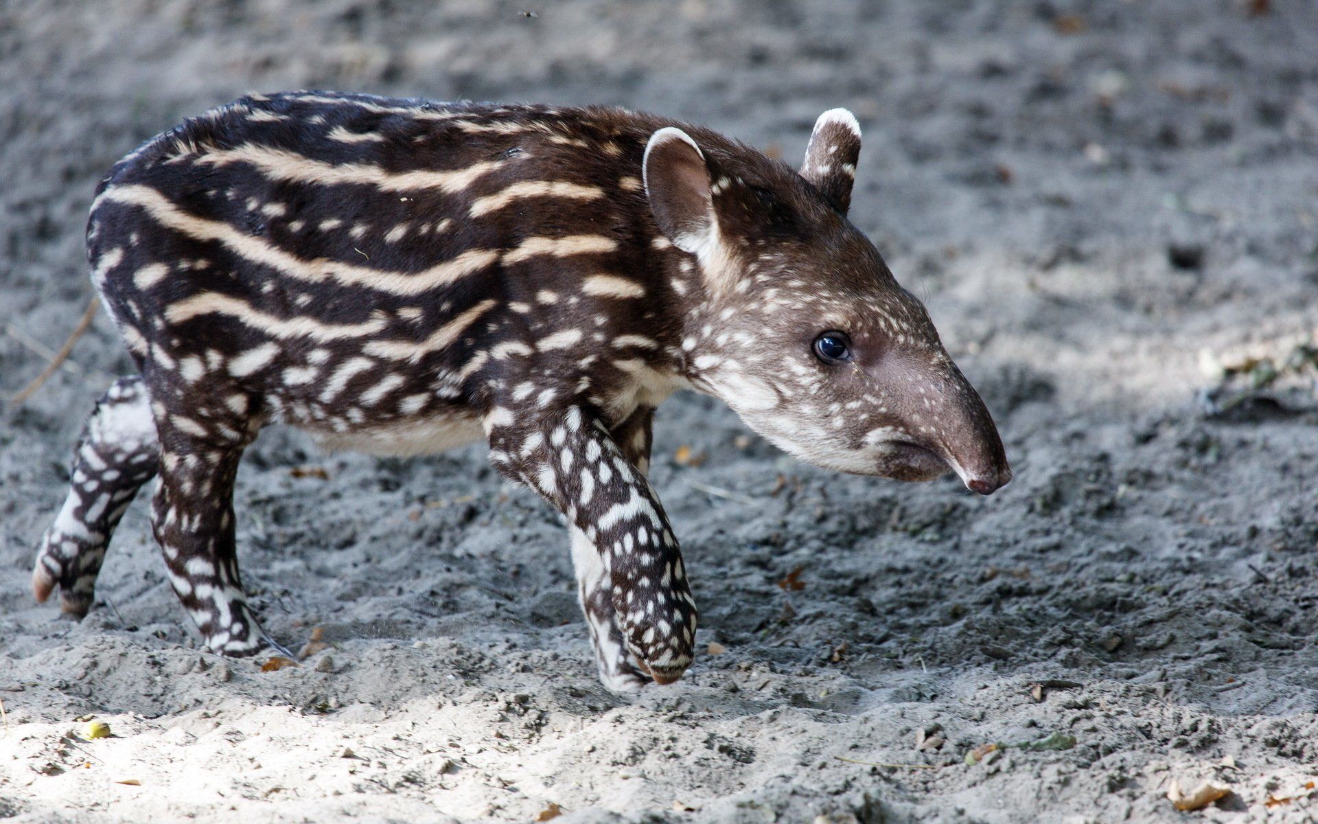 Tapir Wallpapers - Top Free Tapir Backgrounds - WallpaperAccess