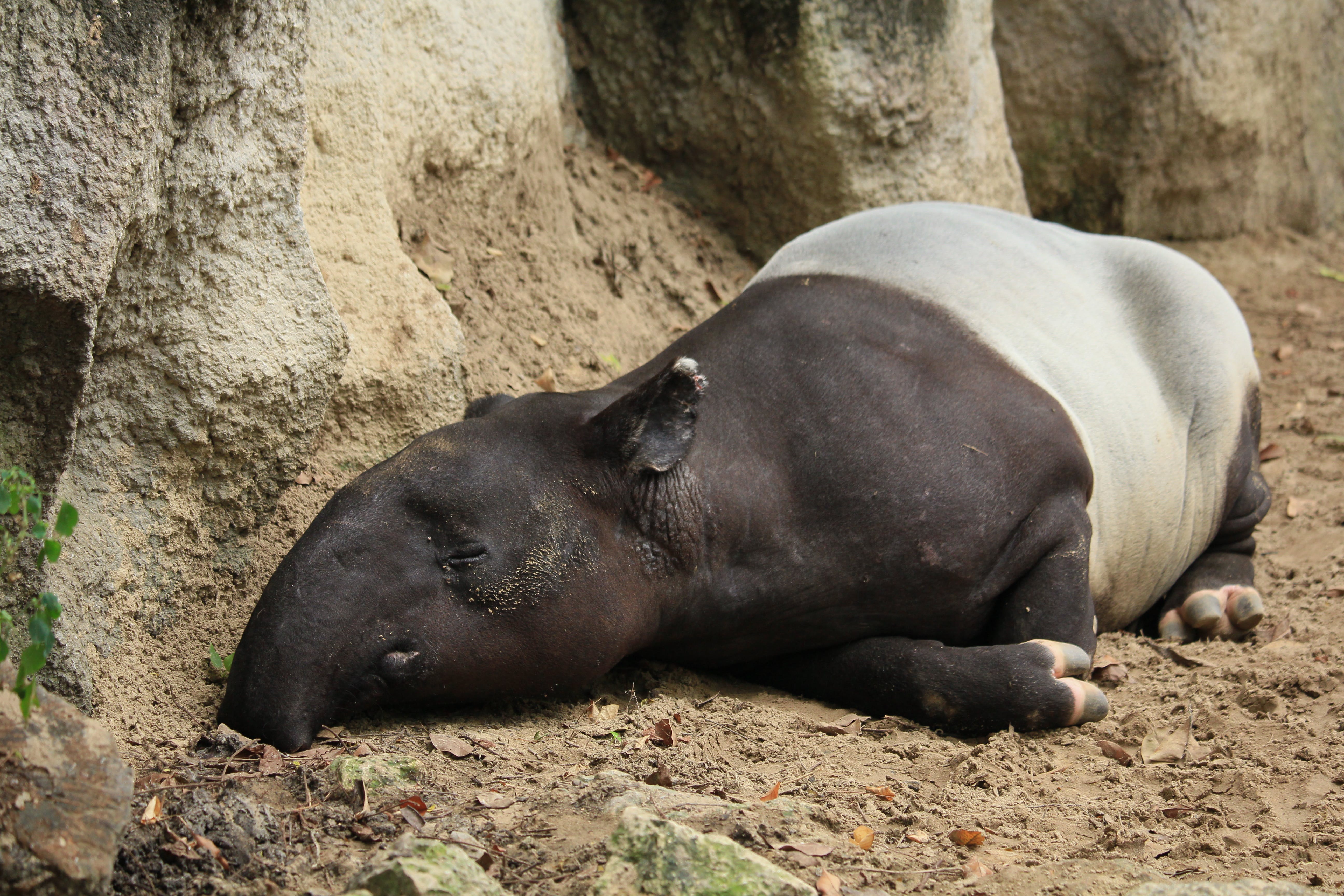 Tapir Wallpapers - Top Free Tapir Backgrounds - WallpaperAccess