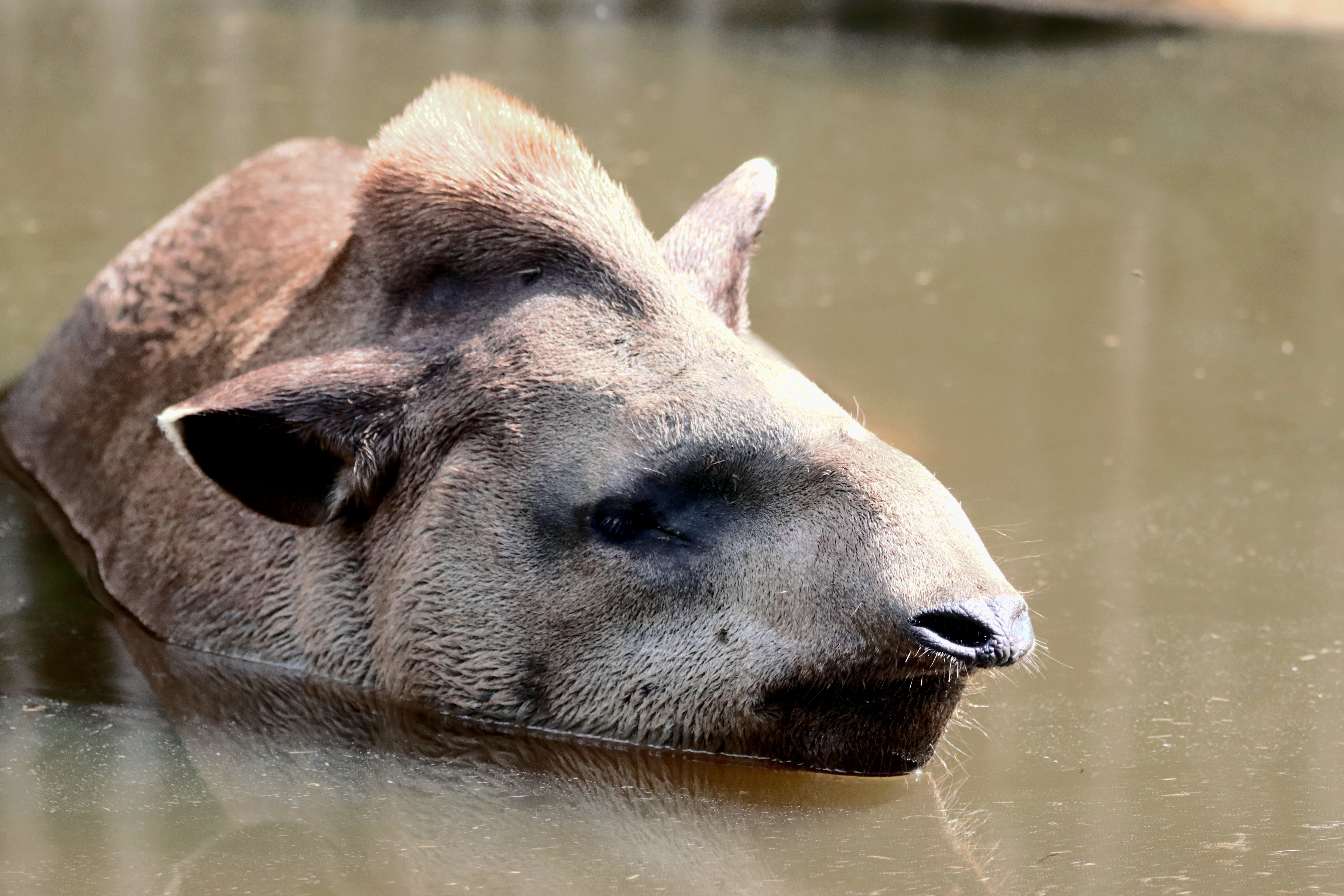 Tapir Wallpapers - Top Free Tapir Backgrounds - WallpaperAccess