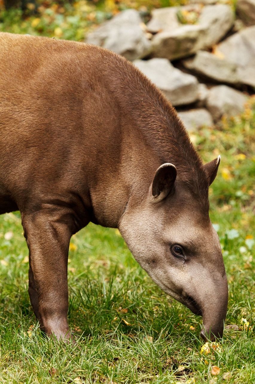 Tapir Wallpapers - Top Free Tapir Backgrounds - WallpaperAccess