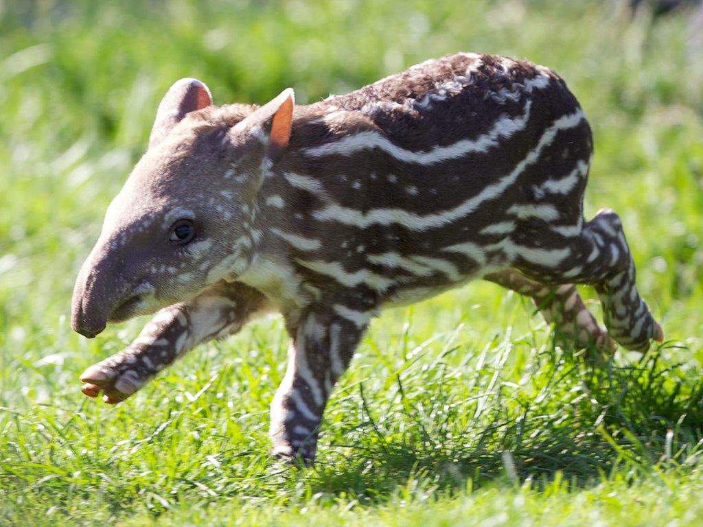 Tapir Wallpapers - Top Free Tapir Backgrounds - WallpaperAccess