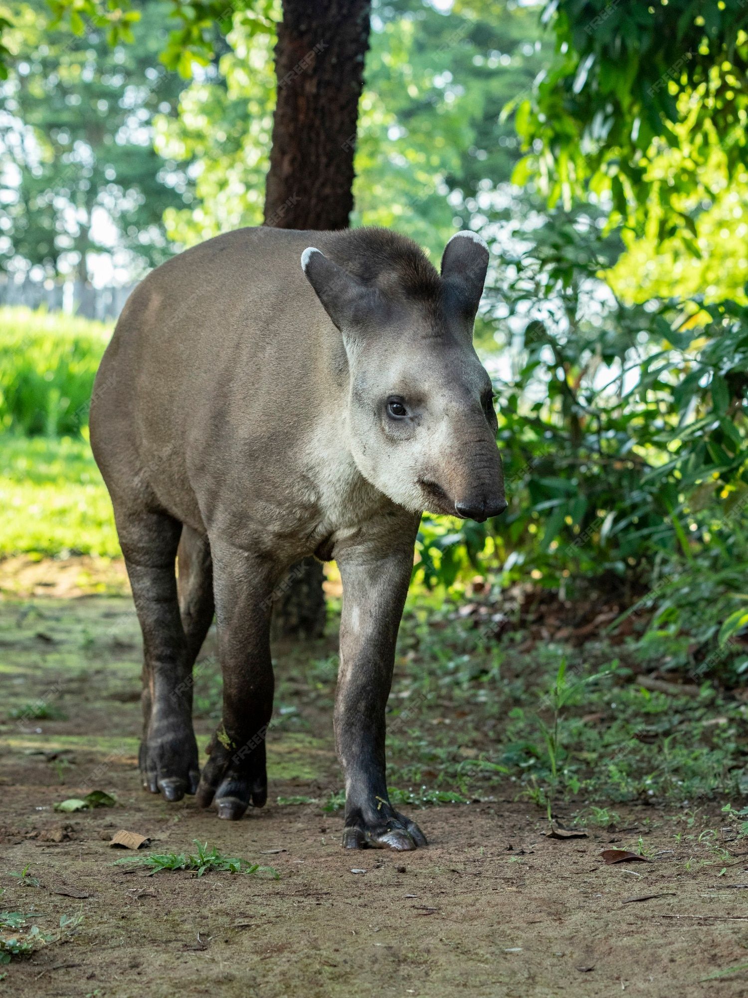 Tapir Wallpapers Top Free Tapir Backgrounds WallpaperAccess Tapir Wallpapers Top Free Tapir Backgrounds WallpaperAccess