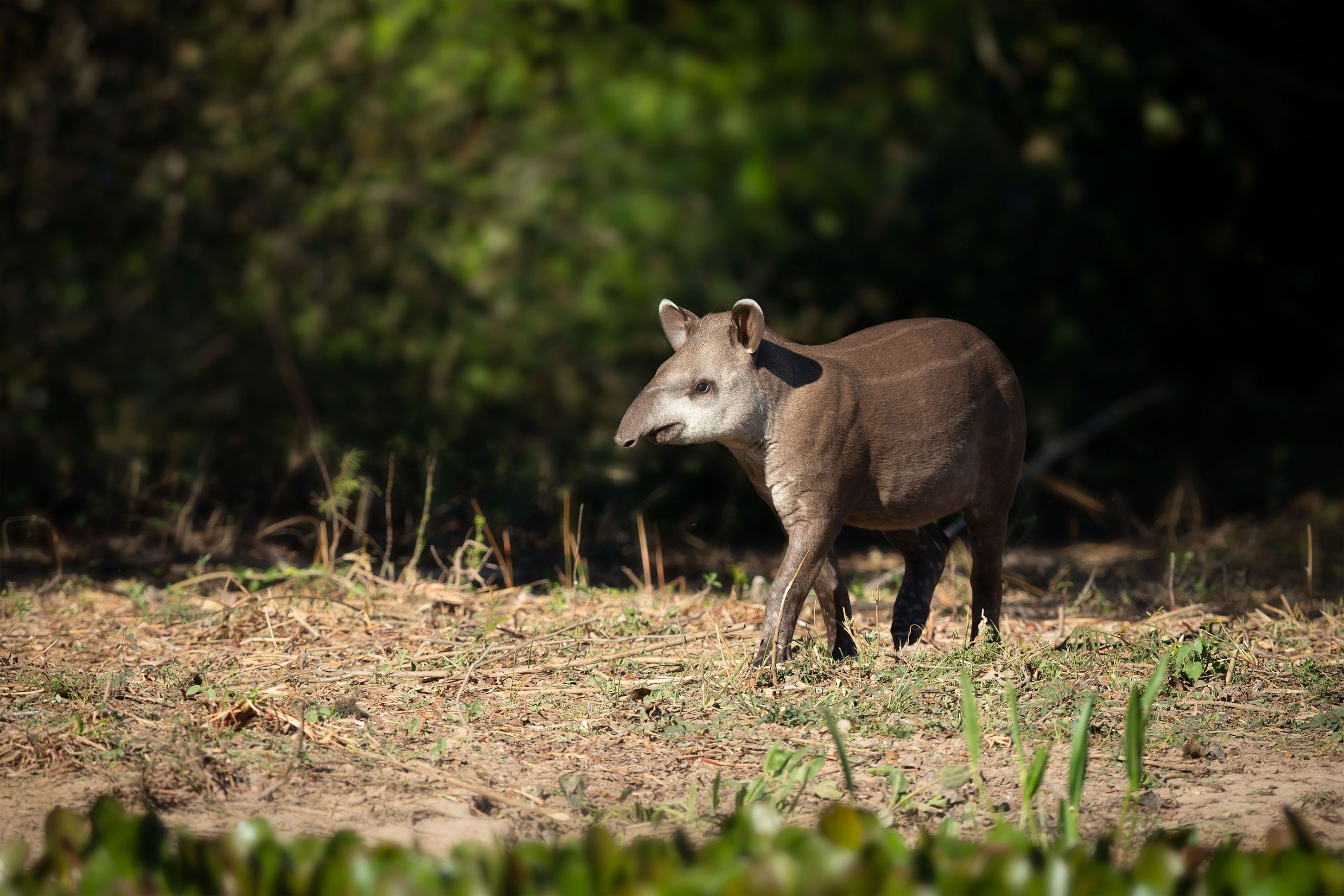Tapir Wallpapers - Top Free Tapir Backgrounds - WallpaperAccess