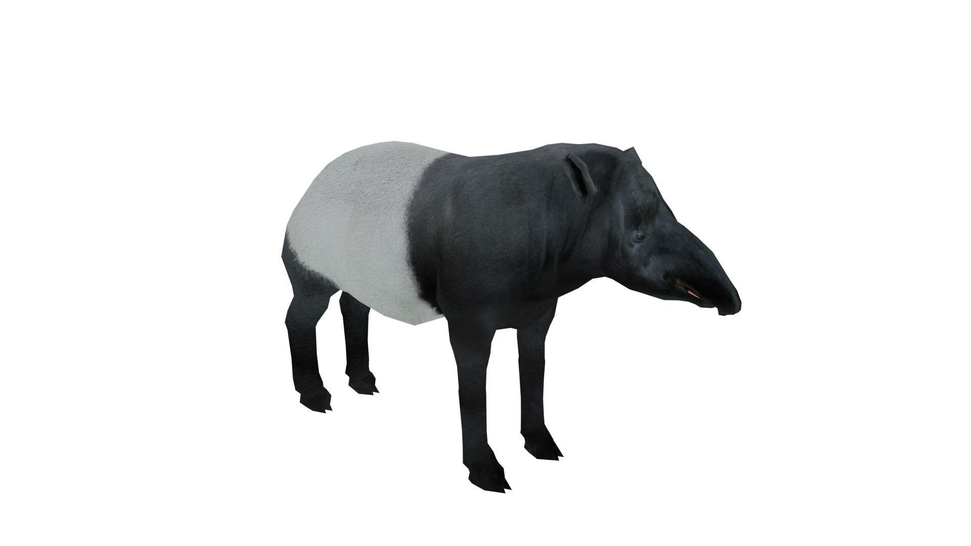 Tapir Wallpapers - Top Free Tapir Backgrounds - WallpaperAccess