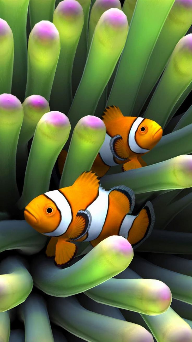 Nemo Fish Wallpapers - Top Free Nemo Fish Backgrounds - WallpaperAccess