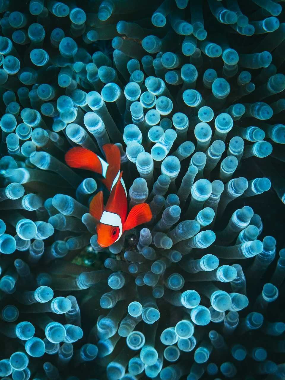 Nemo Fish Wallpapers - Top Free Nemo Fish Backgrounds - WallpaperAccess