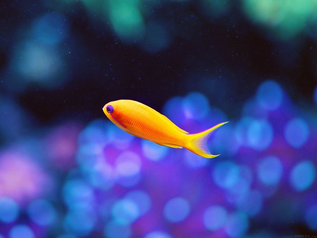 Nemo Fish Wallpapers - Top Free Nemo Fish Backgrounds - WallpaperAccess