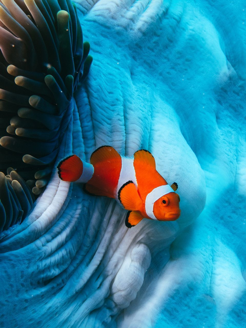 Nemo Fish Wallpapers - Top Free Nemo Fish Backgrounds - WallpaperAccess
