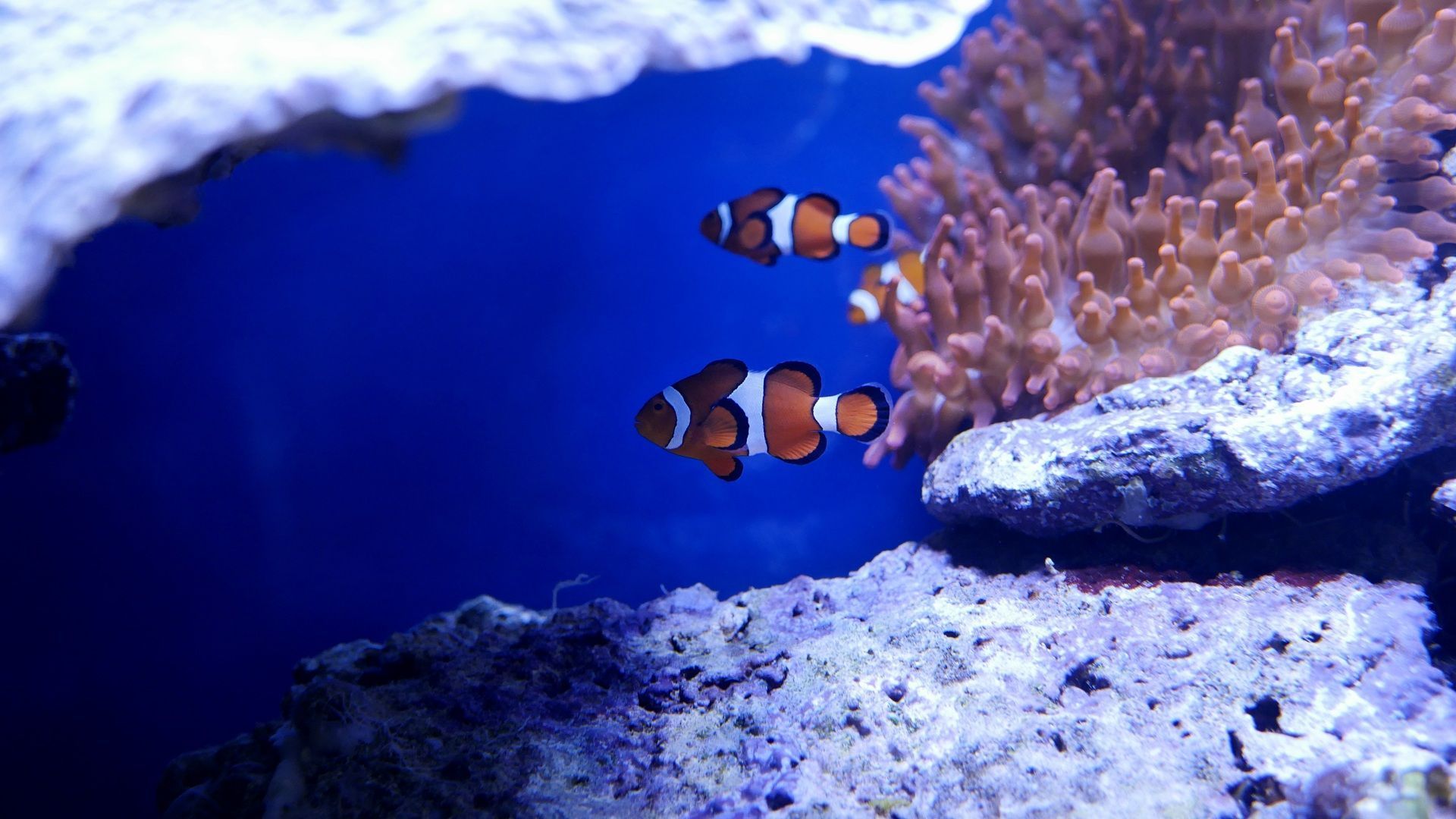 Nemo Fish Wallpapers - Top Free Nemo Fish Backgrounds - WallpaperAccess