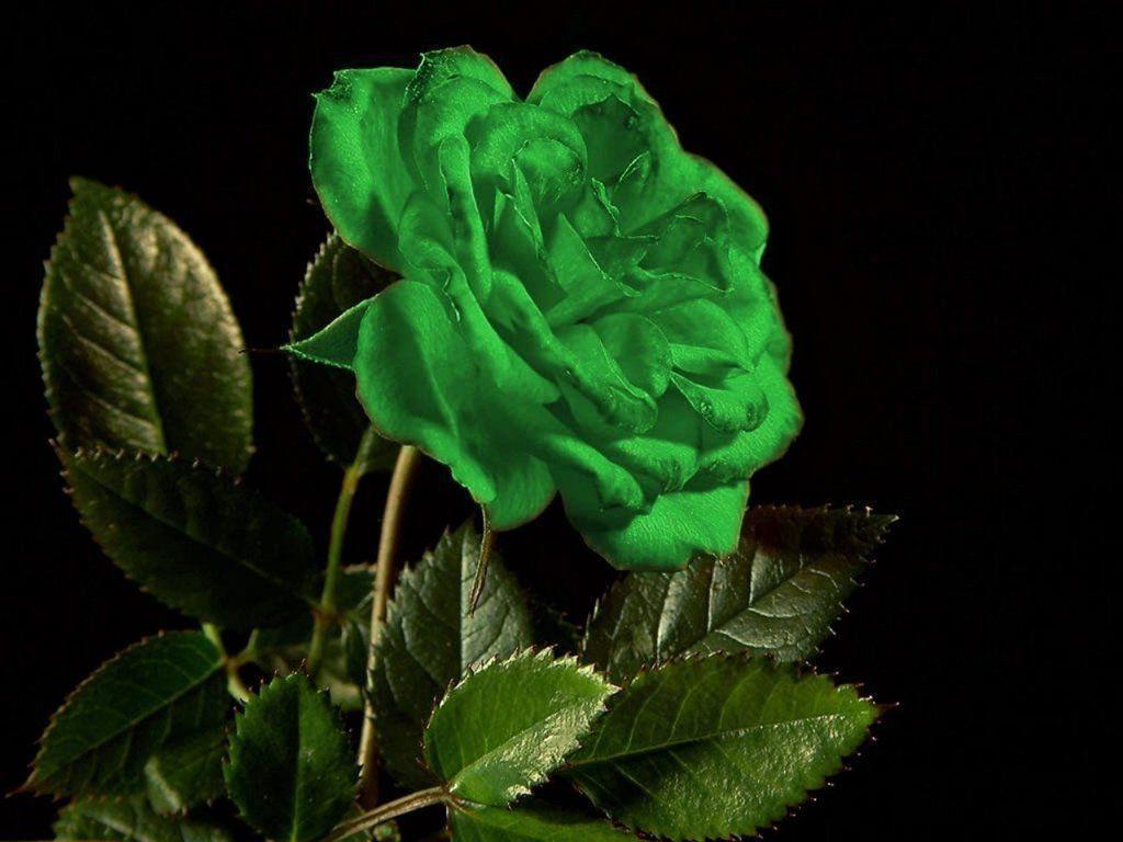 Green Rose Wallpapers - Top Free Green Rose Backgrounds - WallpaperAccess