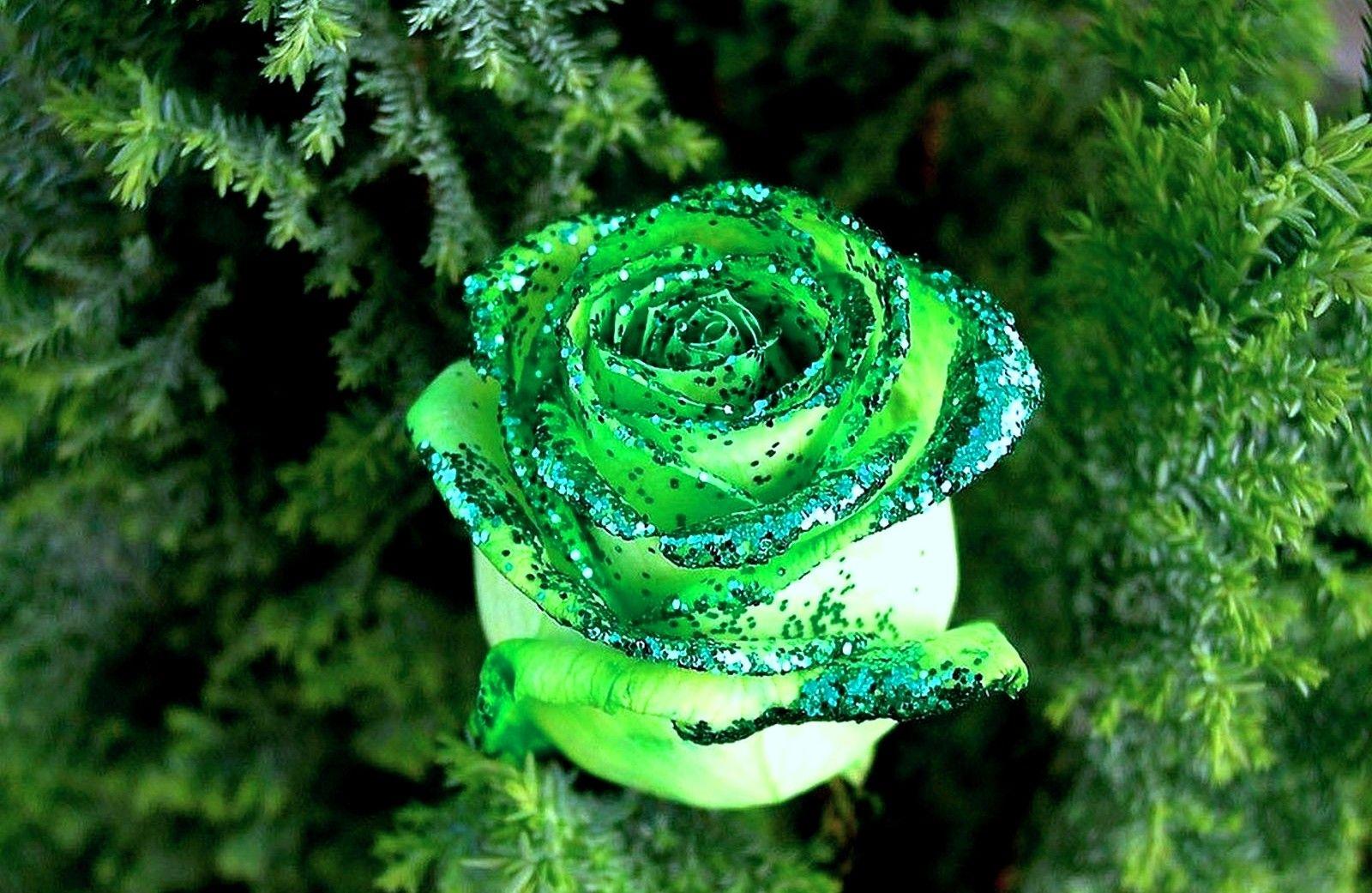 Green Rose Wallpapers - Top Free Green Rose Backgrounds - WallpaperAccess