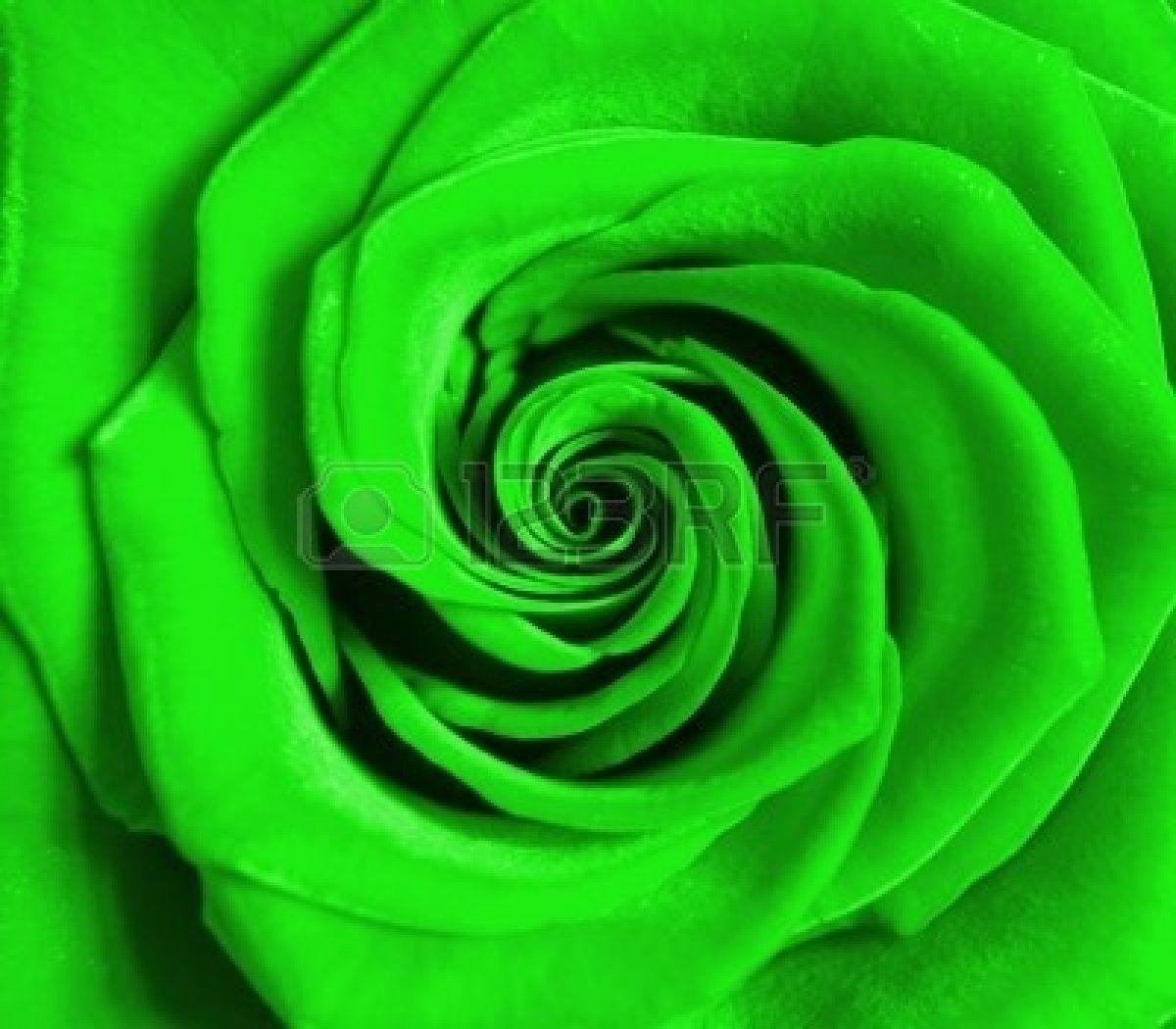 Green Rose Wallpapers - Top Free Green Rose Backgrounds - WallpaperAccess