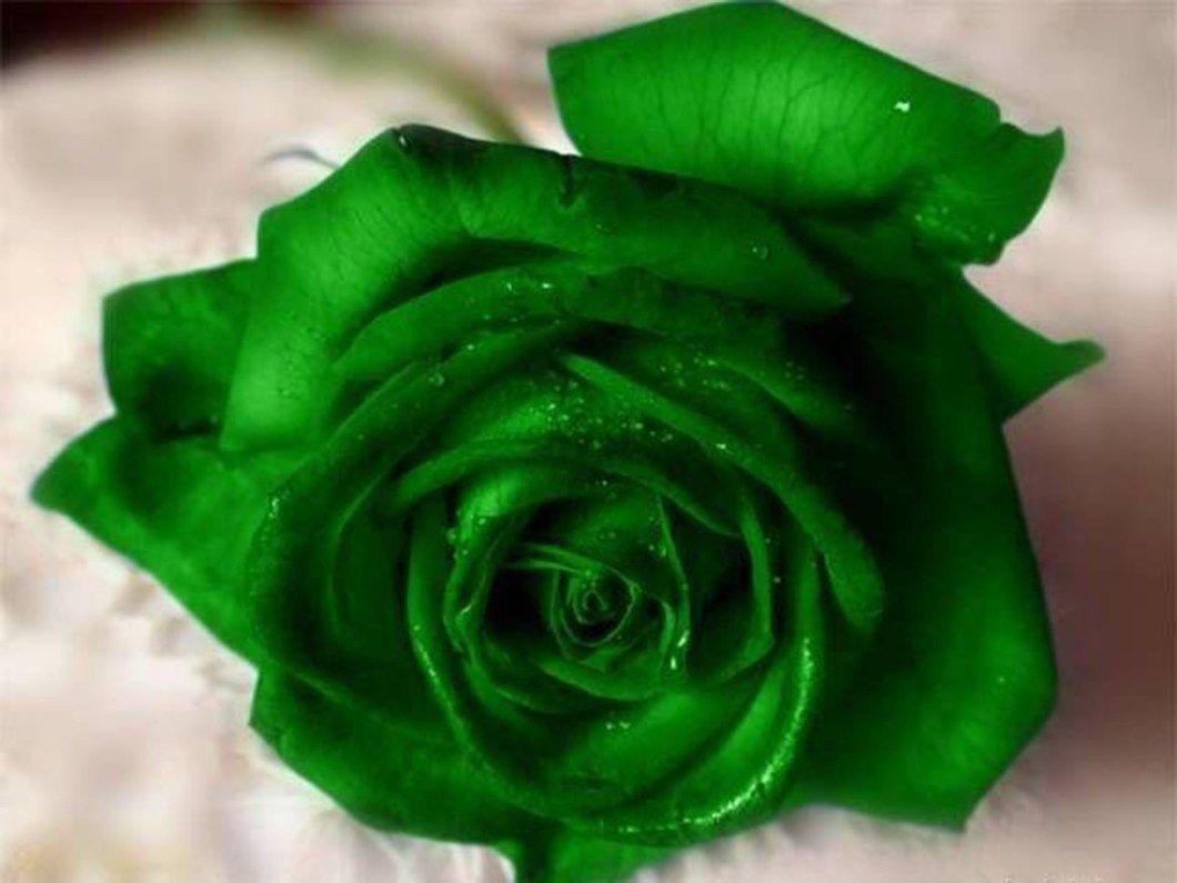 Green Rose Wallpapers - Top Free Green Rose Backgrounds - WallpaperAccess