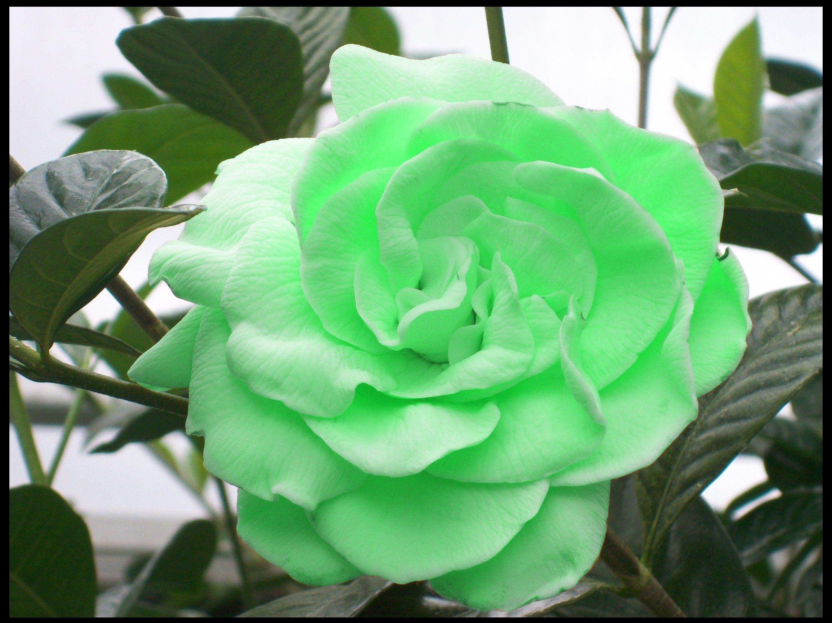 Green Rose Wallpapers - Top Free Green Rose Backgrounds - WallpaperAccess