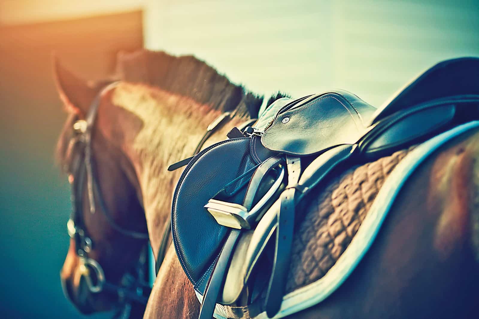 Saddle Wallpapers - Top Free Saddle Backgrounds - WallpaperAccess