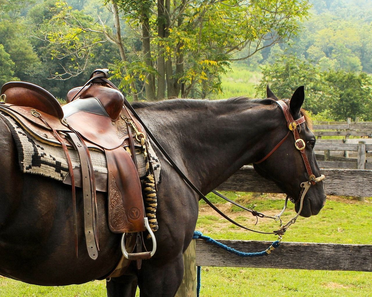 Saddle Wallpapers - Top Free Saddle Backgrounds - WallpaperAccess