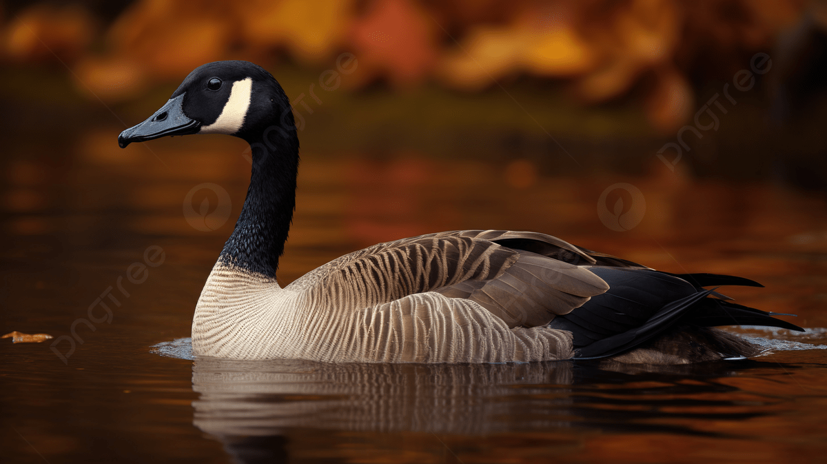 Canada Goose Wallpapers - Top Free Canada Goose Backgrounds ...