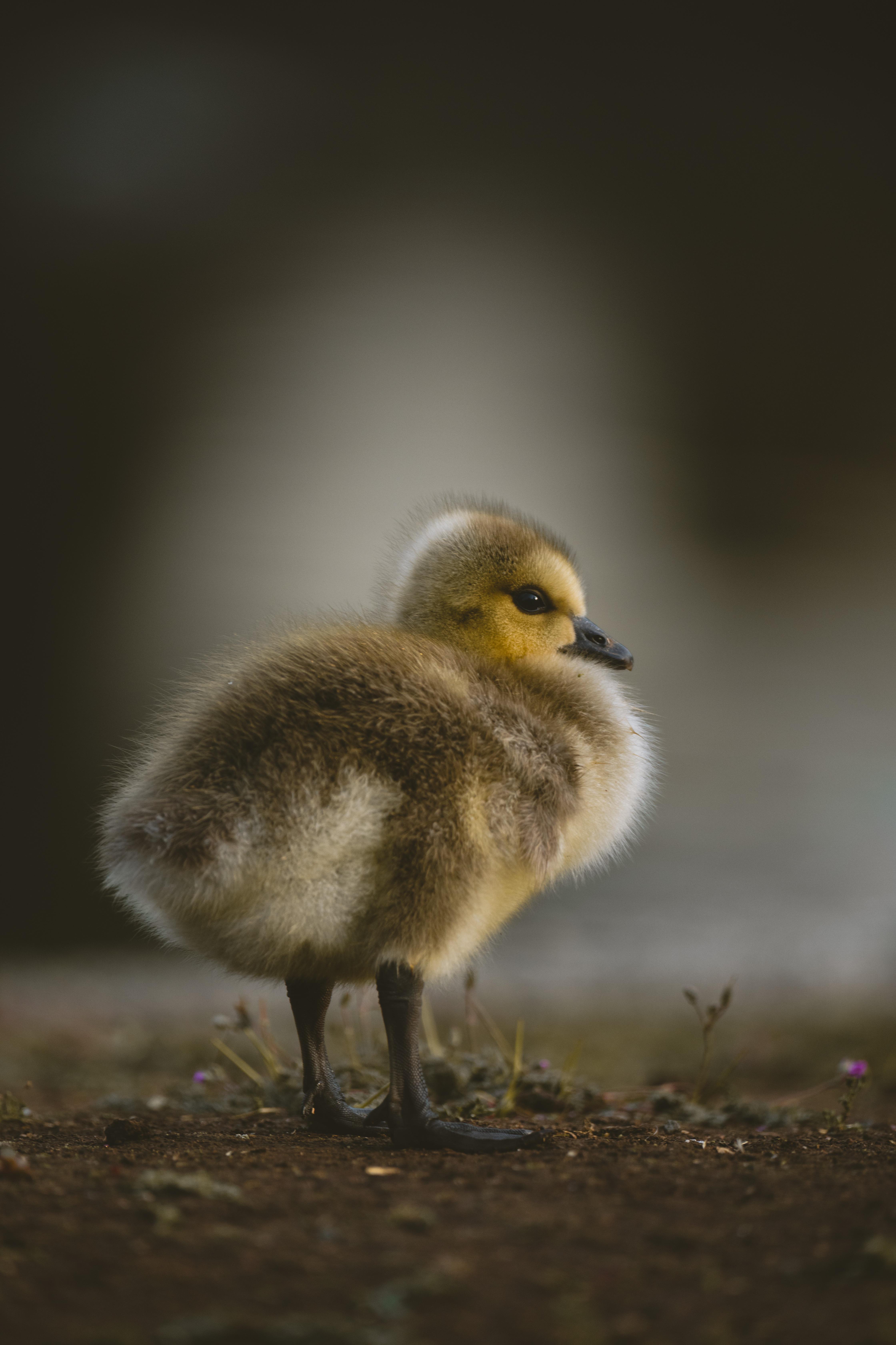Canada Goose Wallpapers - Top Free Canada Goose Backgrounds ...