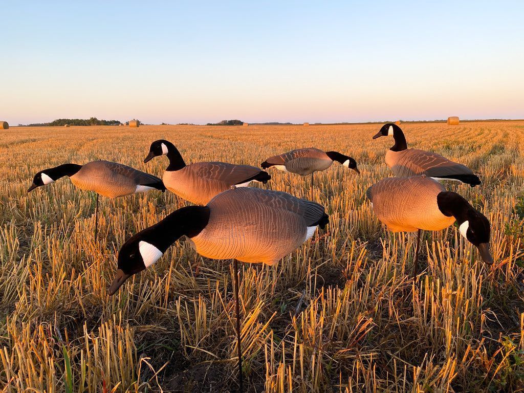 Canada Goose Wallpapers - Top Free Canada Goose Backgrounds ...