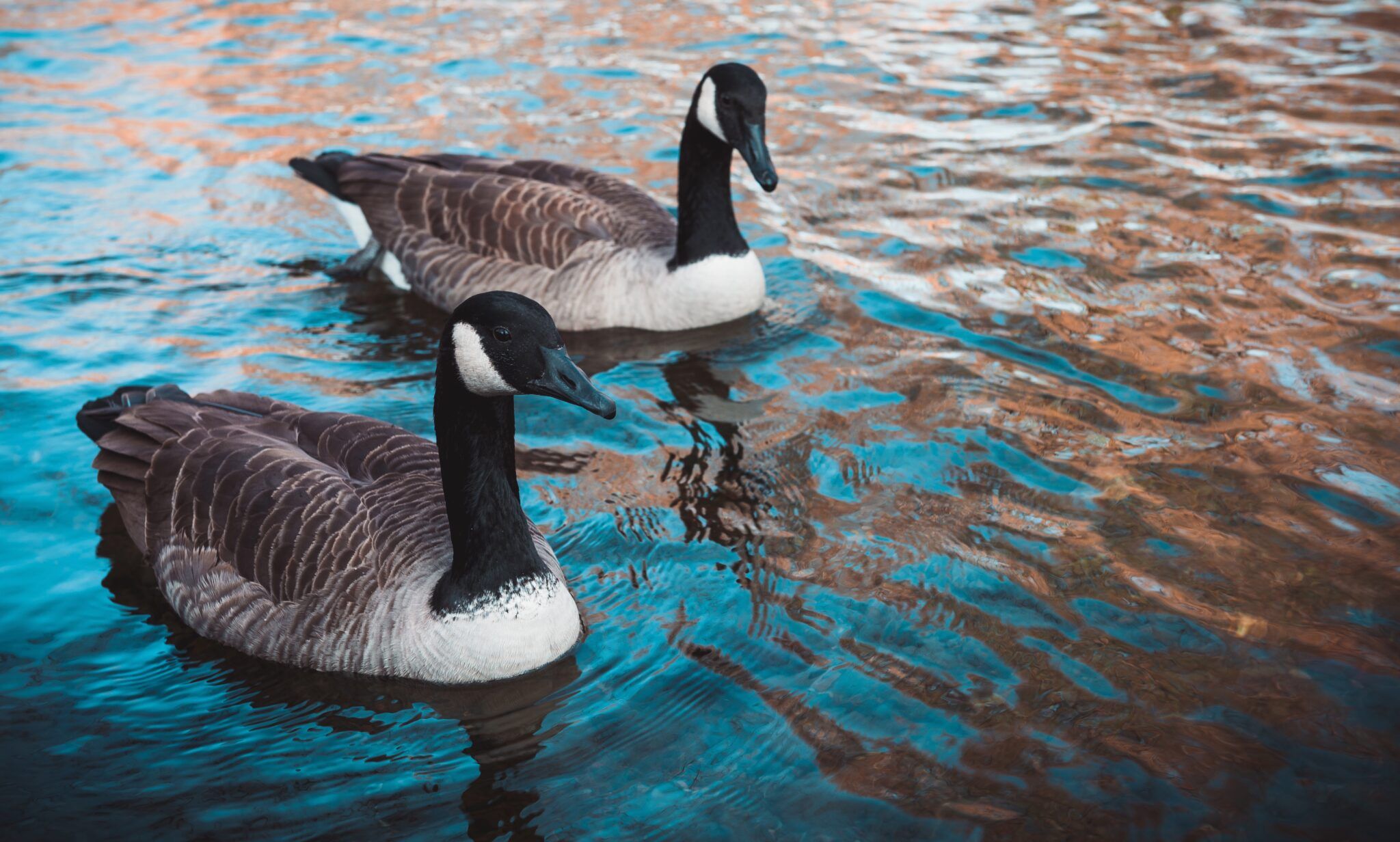 Canada Goose Wallpapers - Top Free Canada Goose Backgrounds ...