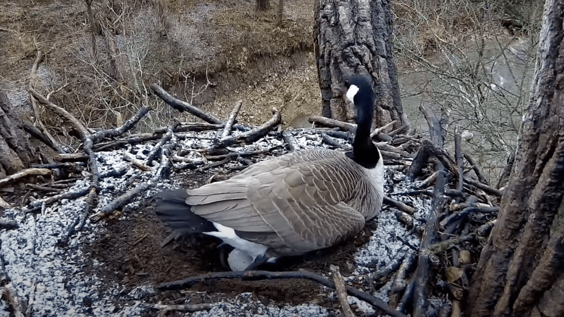 Canada Goose Wallpapers - Top Free Canada Goose Backgrounds ...