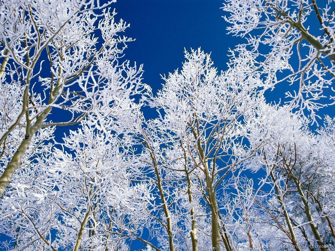 Snow Trees Wallpapers - Top Free Snow Trees Backgrounds - WallpaperAccess