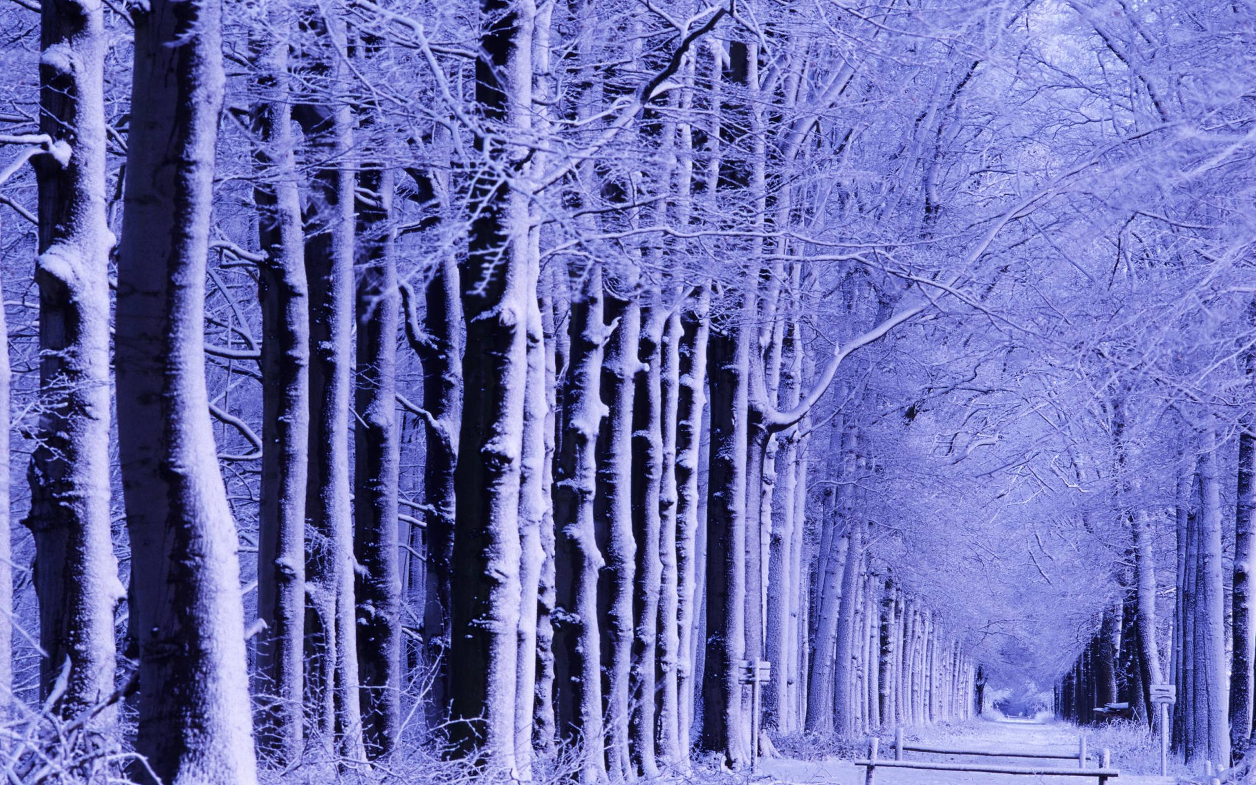 Winter Trees Wallpapers - Top Free Winter Trees Backgrounds ...