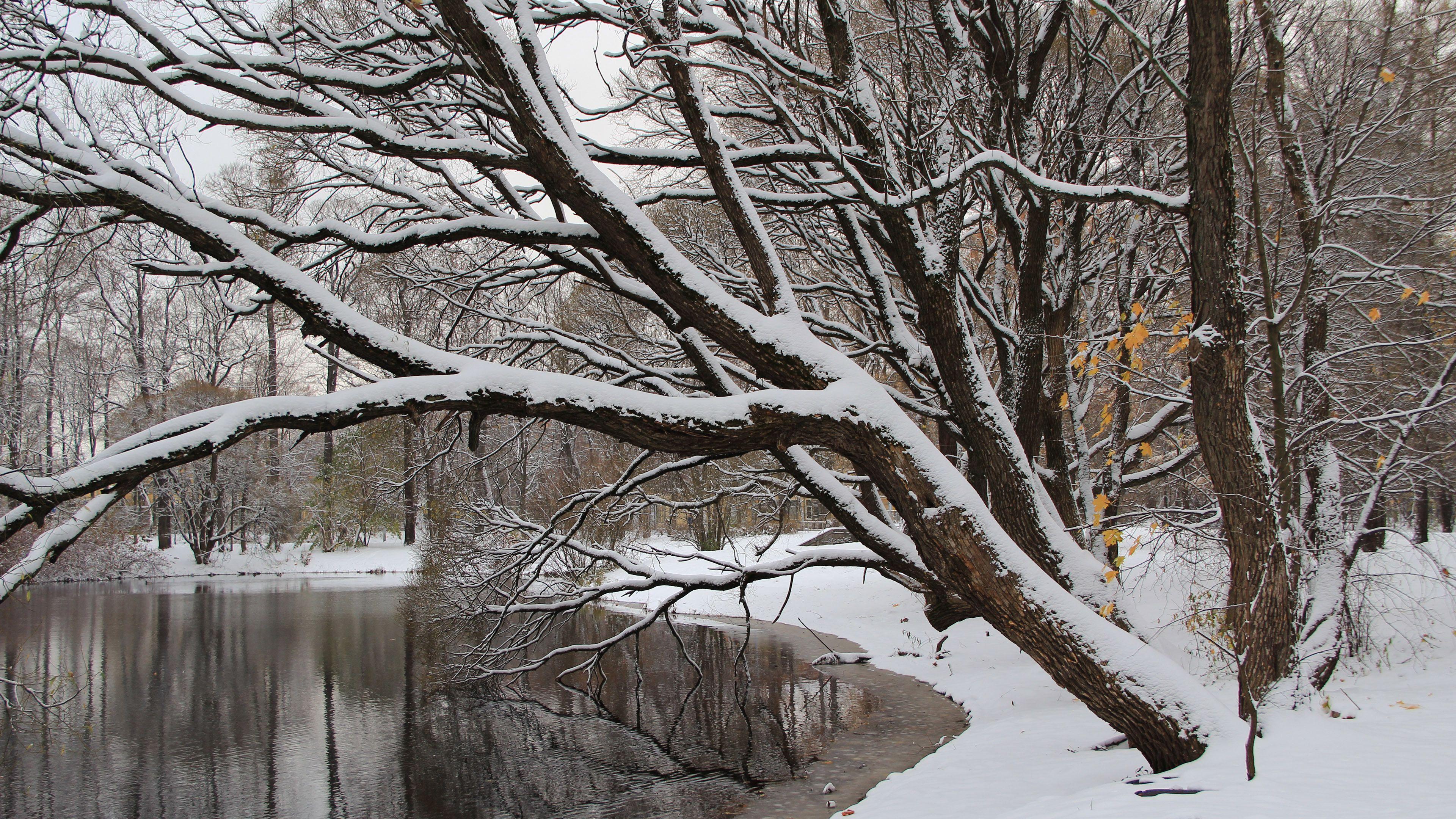 Winter Trees Wallpapers - Top Free Winter Trees Backgrounds ...