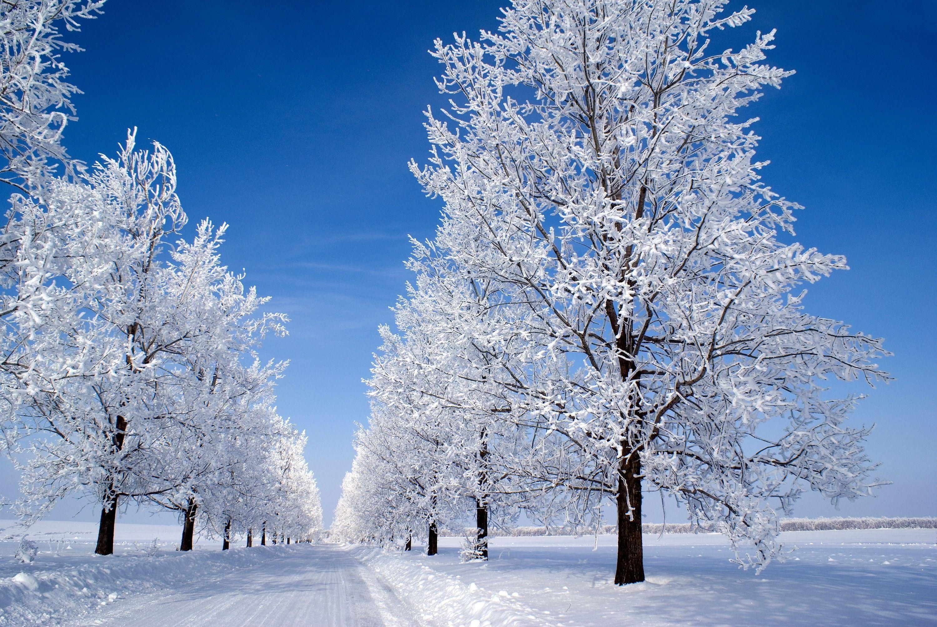 Winter Trees Wallpapers - Top Free Winter Trees Backgrounds ...