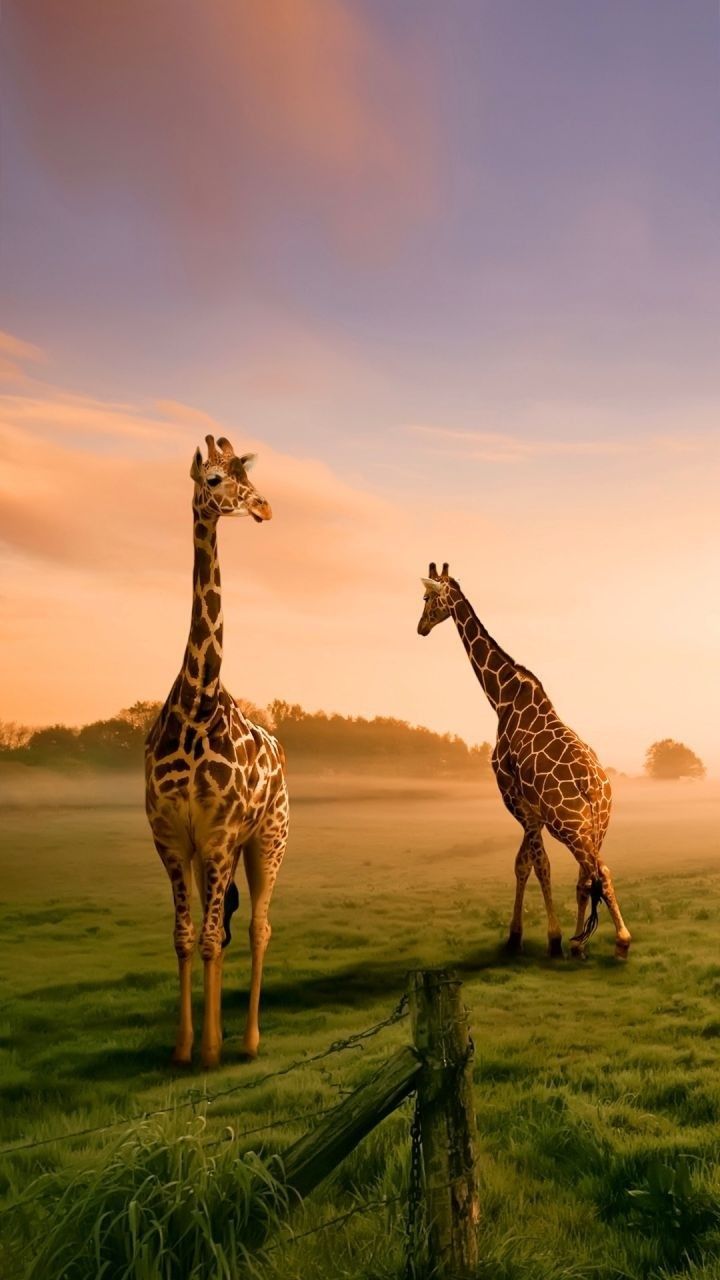 Animals In Nature Wallpapers - Top Free Animals In Nature Backgrounds ...