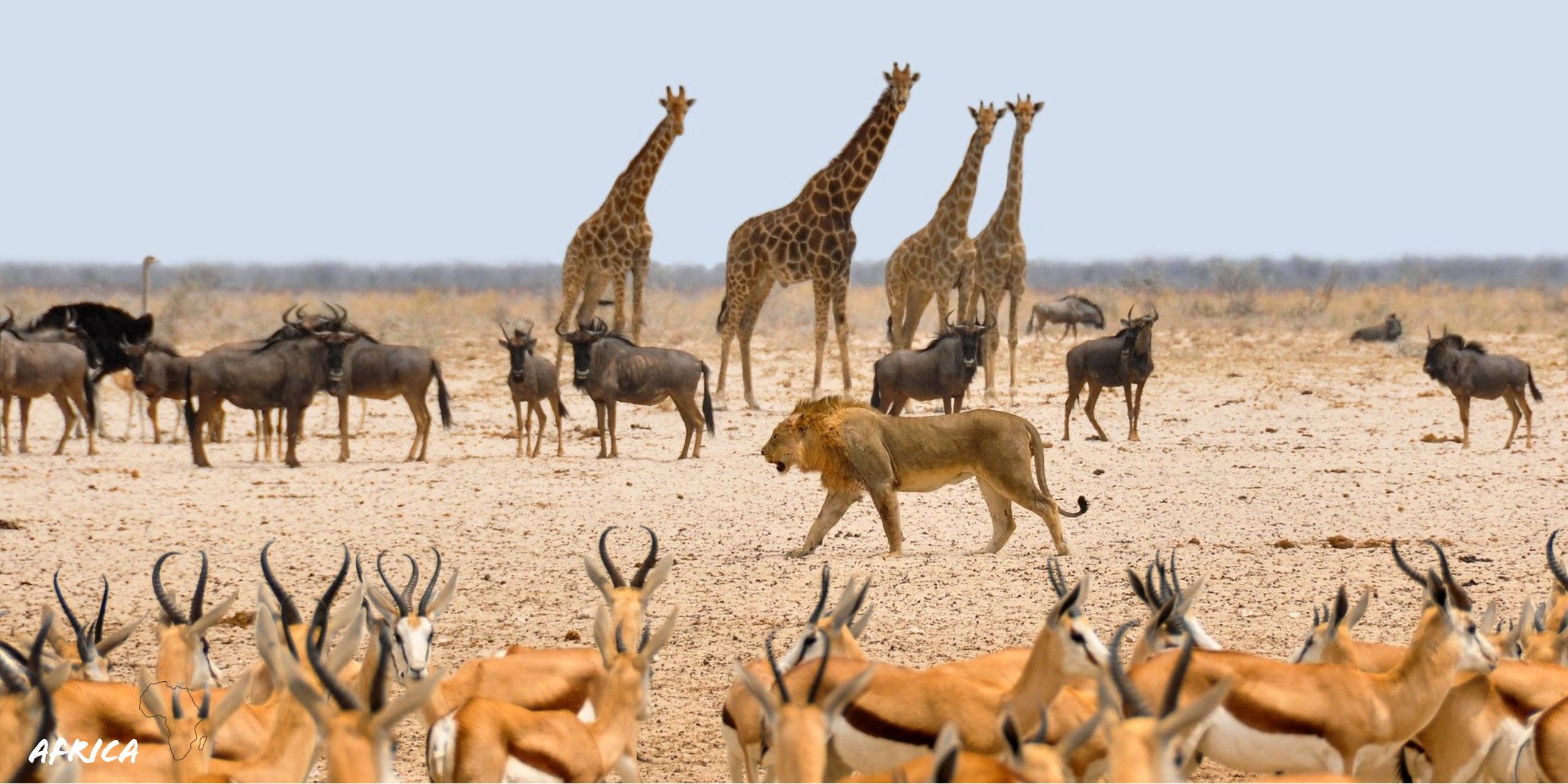 Animals In Nature Wallpapers - Top Free Animals In Nature Backgrounds ...