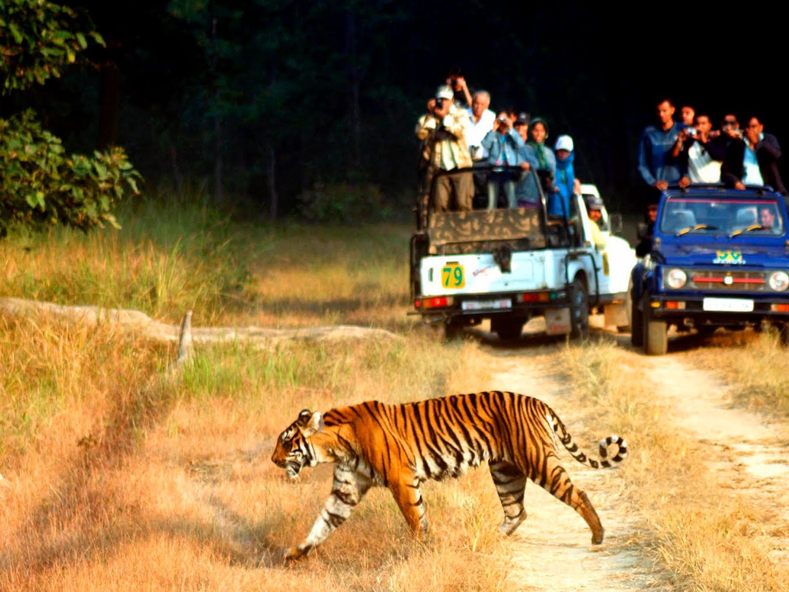Jim Corbett Wallpapers - Top Free Jim Corbett Backgrounds - WallpaperAccess