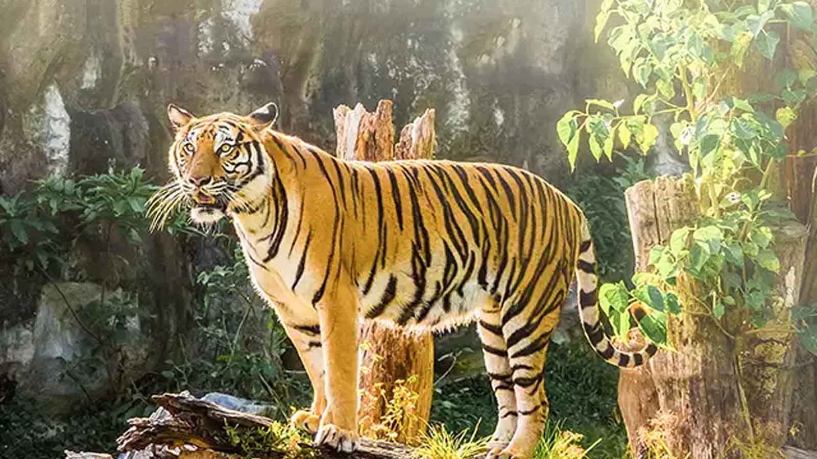 Jim Corbett Wallpapers - Top Free Jim Corbett Backgrounds - WallpaperAccess