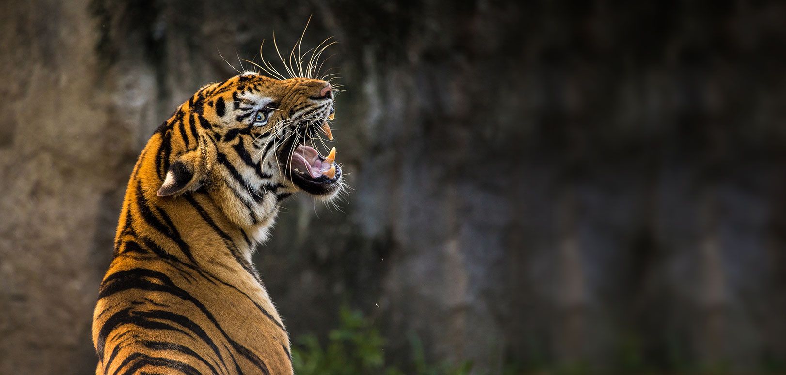 Jim Corbett Wallpapers - Top Free Jim Corbett Backgrounds - WallpaperAccess