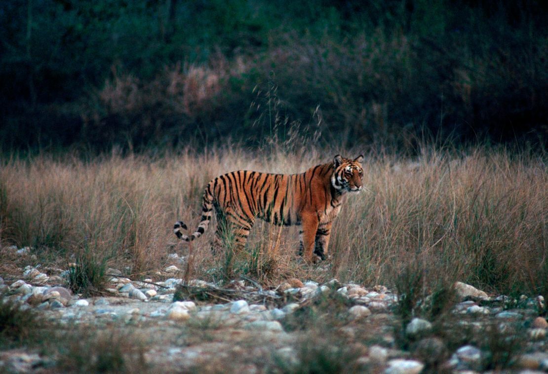 Jim Corbett Wallpapers - Top Free Jim Corbett Backgrounds - WallpaperAccess
