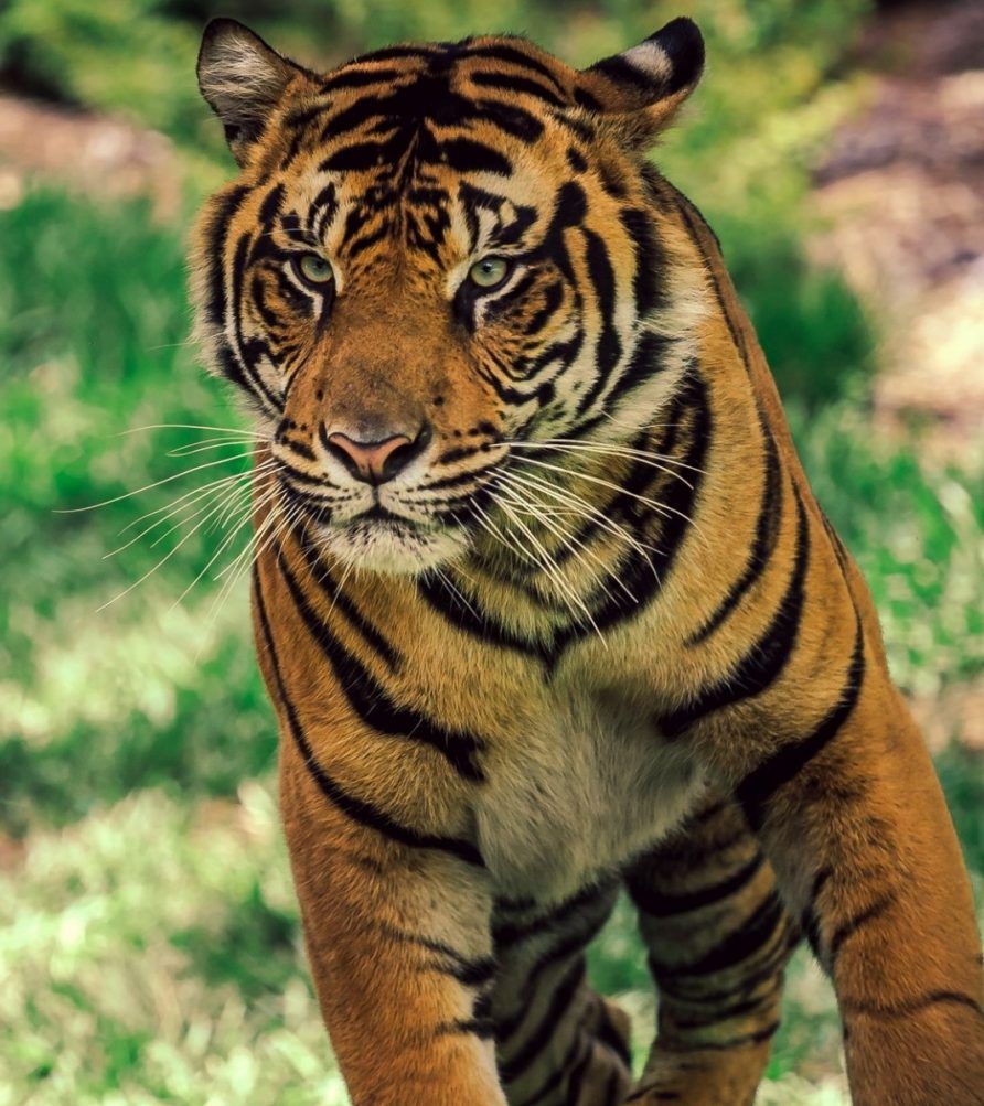 Jim Corbett Wallpapers - Top Free Jim Corbett Backgrounds - WallpaperAccess