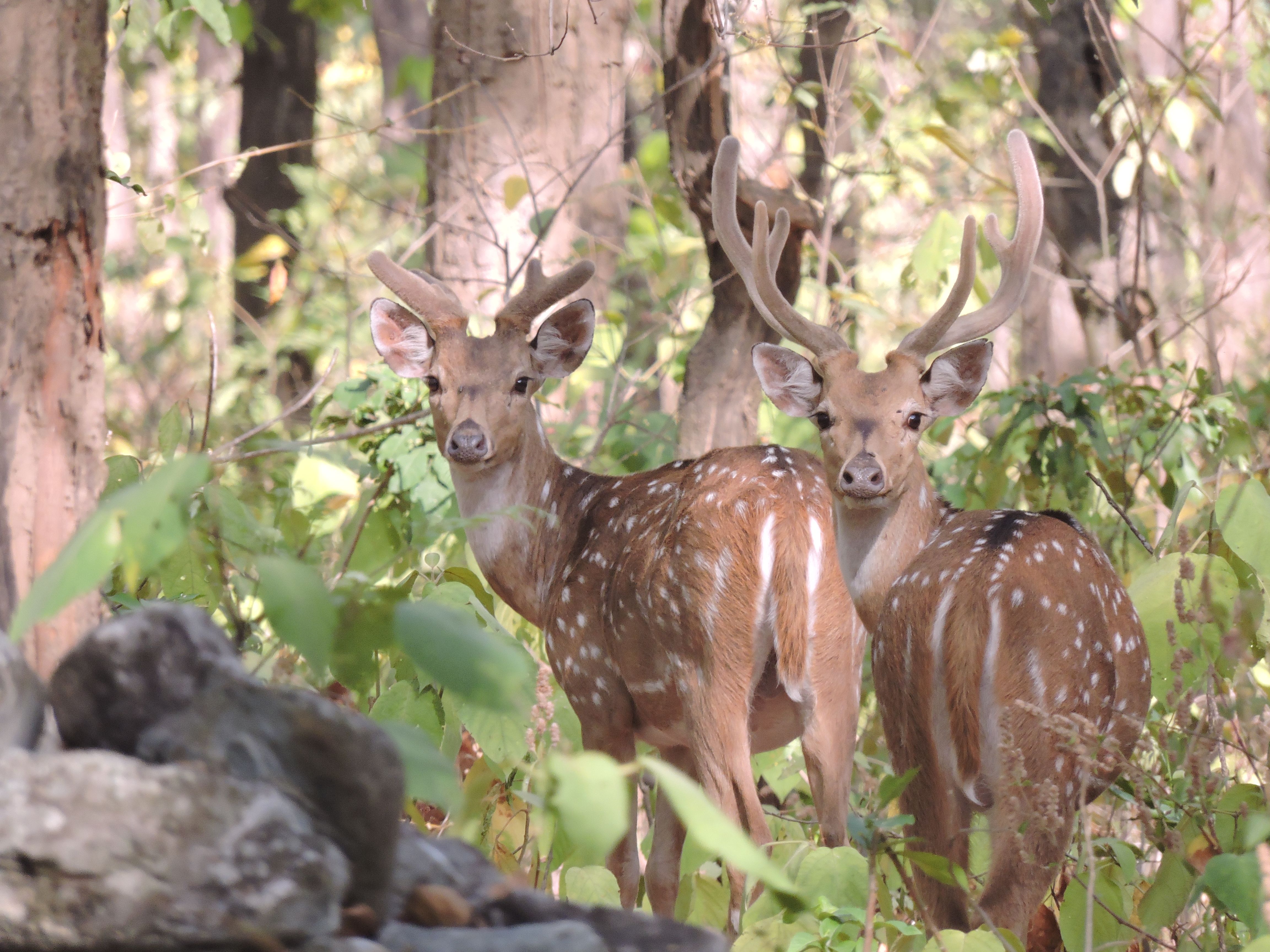 Jim Corbett Wallpapers - Top Free Jim Corbett Backgrounds - WallpaperAccess