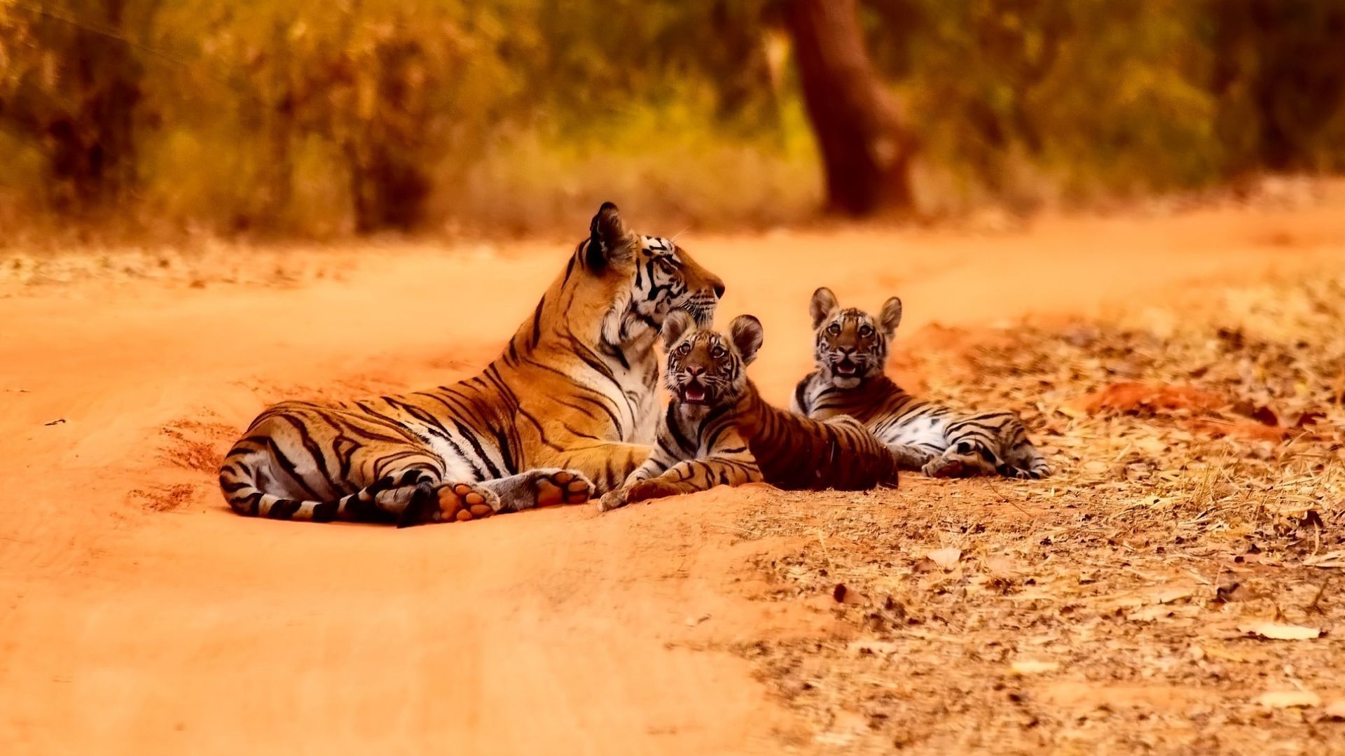 Jim Corbett Wallpapers - Top Free Jim Corbett Backgrounds - WallpaperAccess