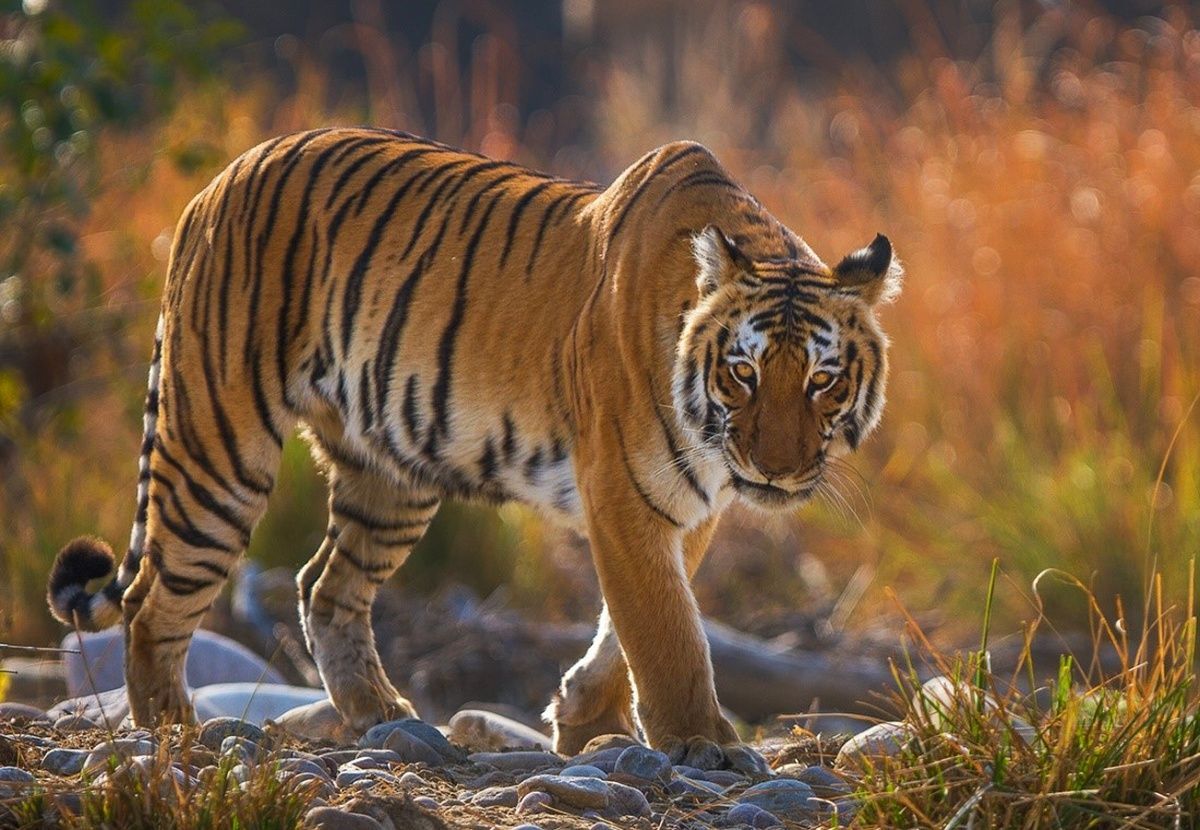 Jim Corbett Wallpapers - Top Free Jim Corbett Backgrounds - WallpaperAccess