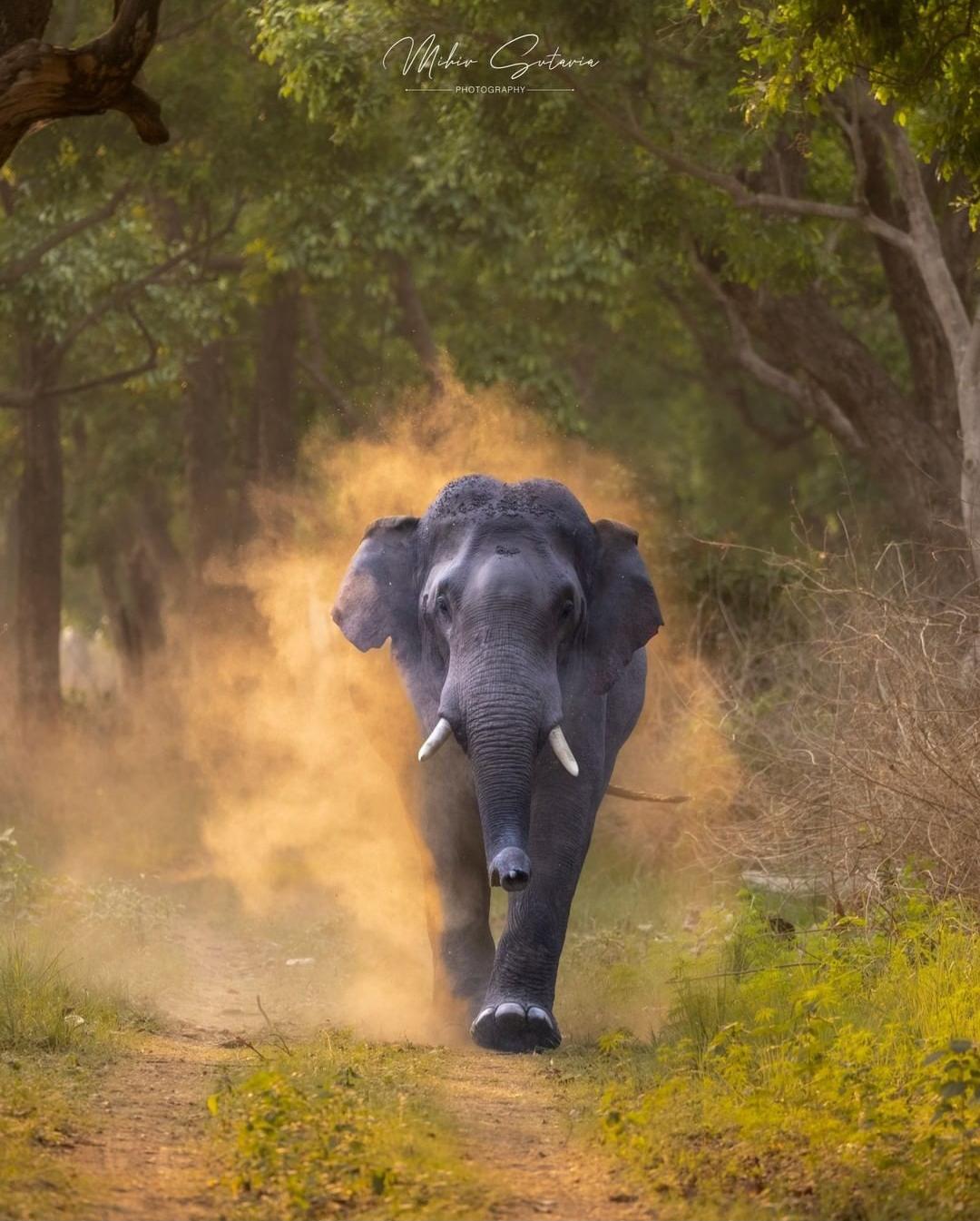Jim Corbett Wallpapers - Top Free Jim Corbett Backgrounds - WallpaperAccess