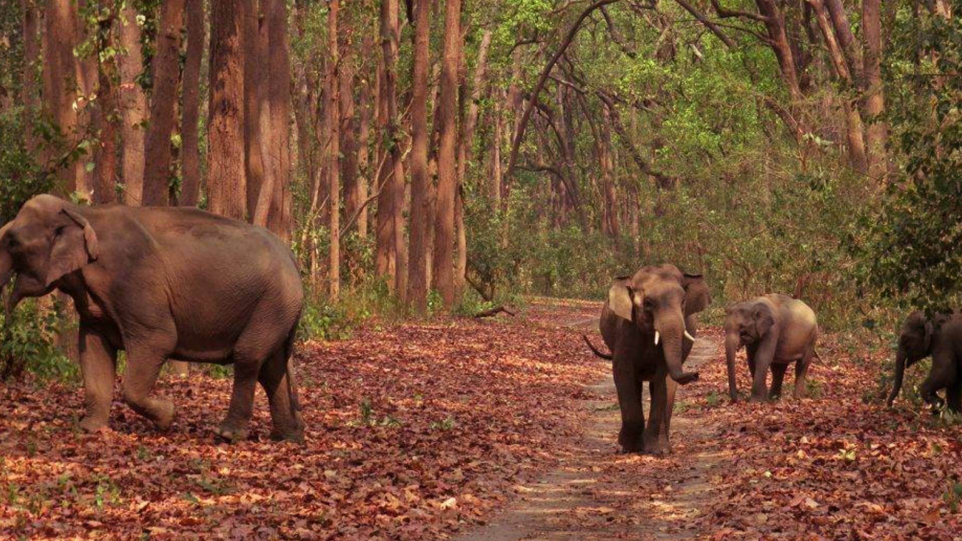 Jim Corbett Wallpapers - Top Free Jim Corbett Backgrounds - WallpaperAccess