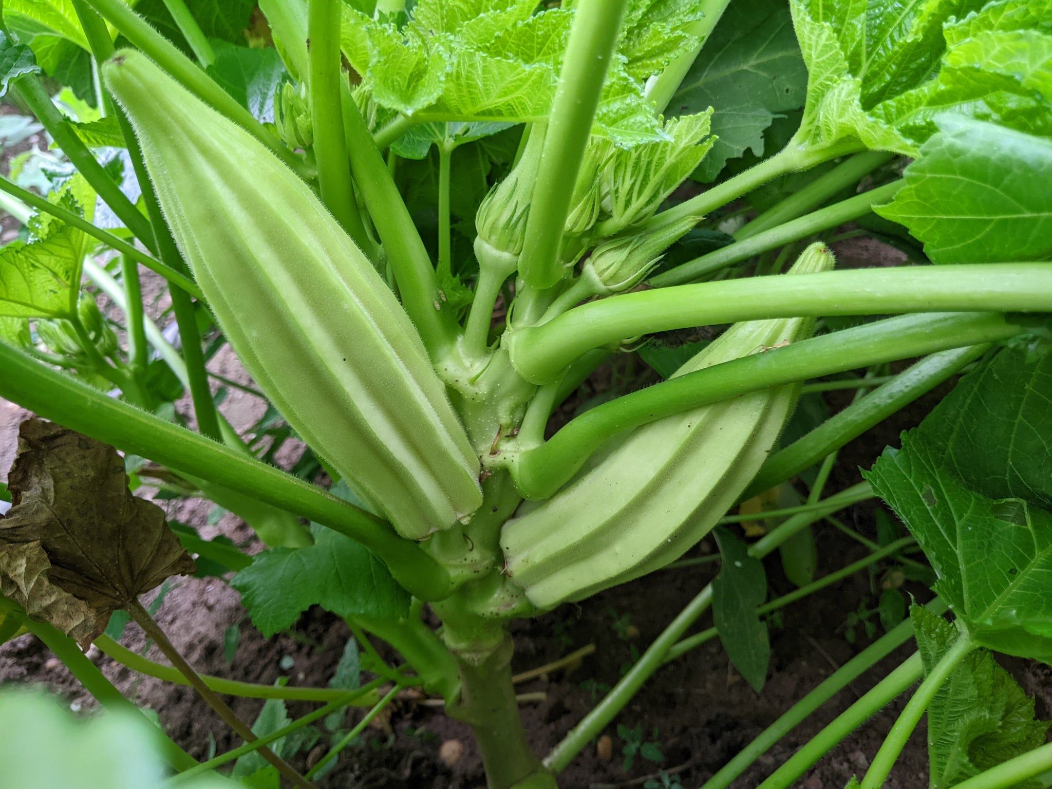 Okra Wallpapers - Top Free Okra Backgrounds - WallpaperAccess