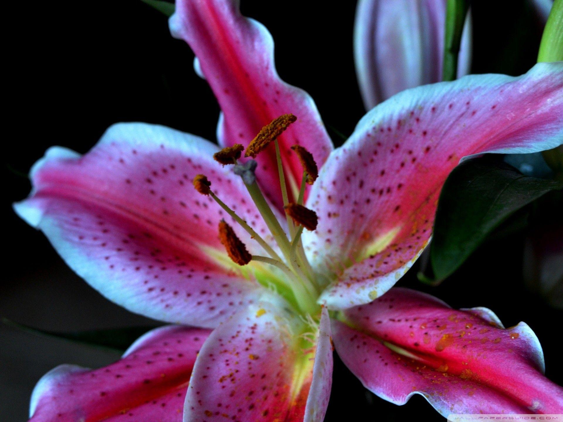 Stargazer Lily Wallpapers - Top Free Stargazer Lily Backgrounds ...