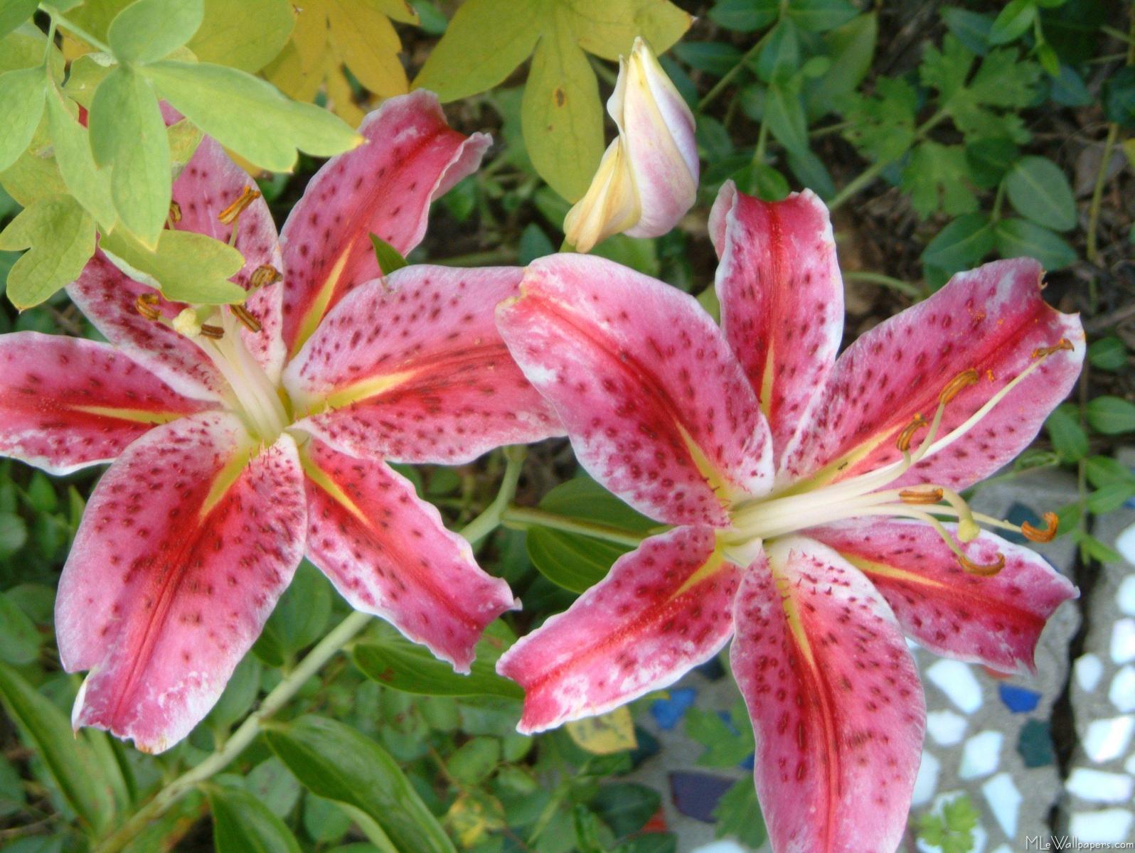 Stargazer Lily Wallpapers - Top Free Stargazer Lily Backgrounds ...