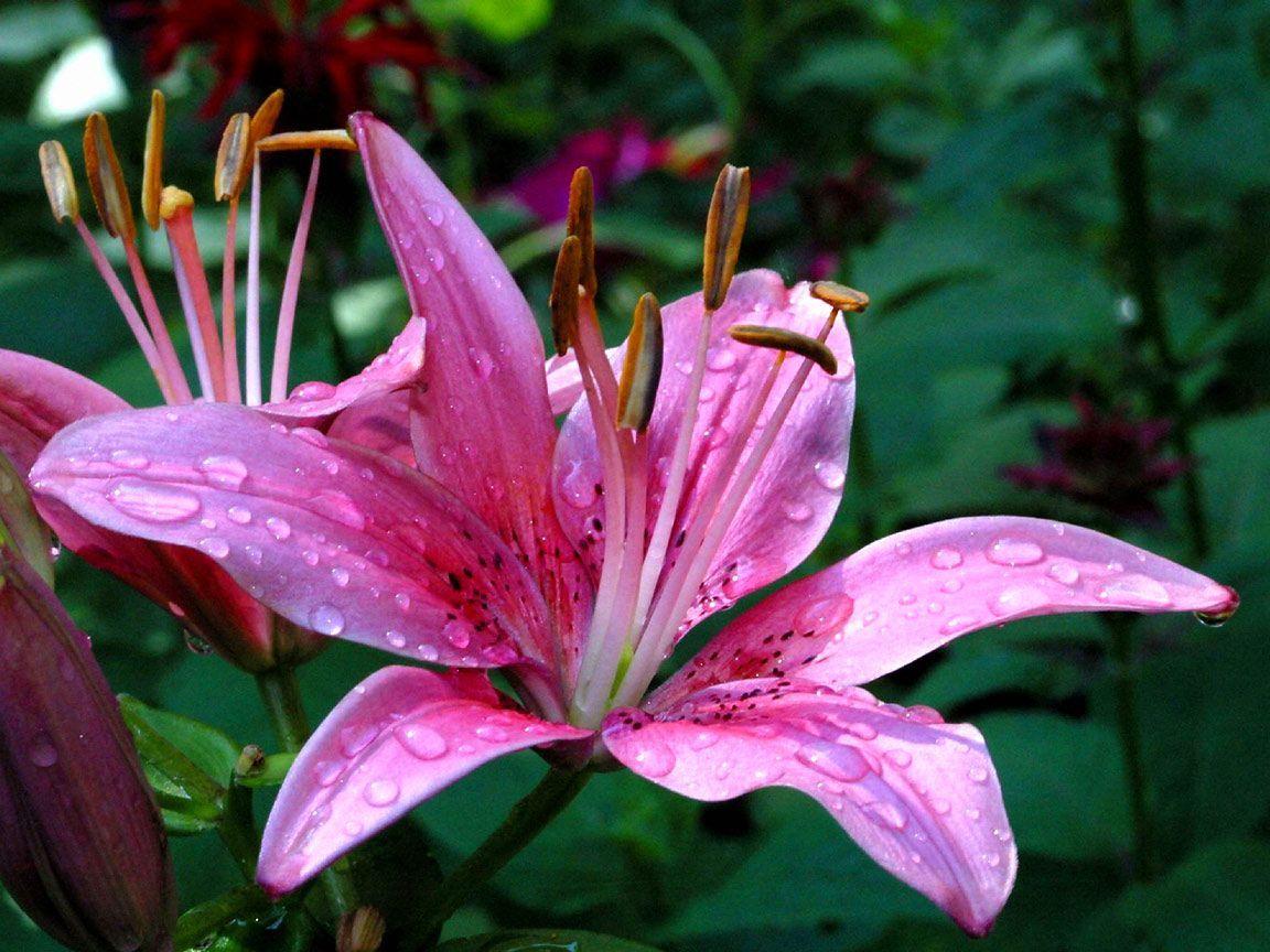 Stargazer Lily Wallpapers - Top Free Stargazer Lily Backgrounds ...