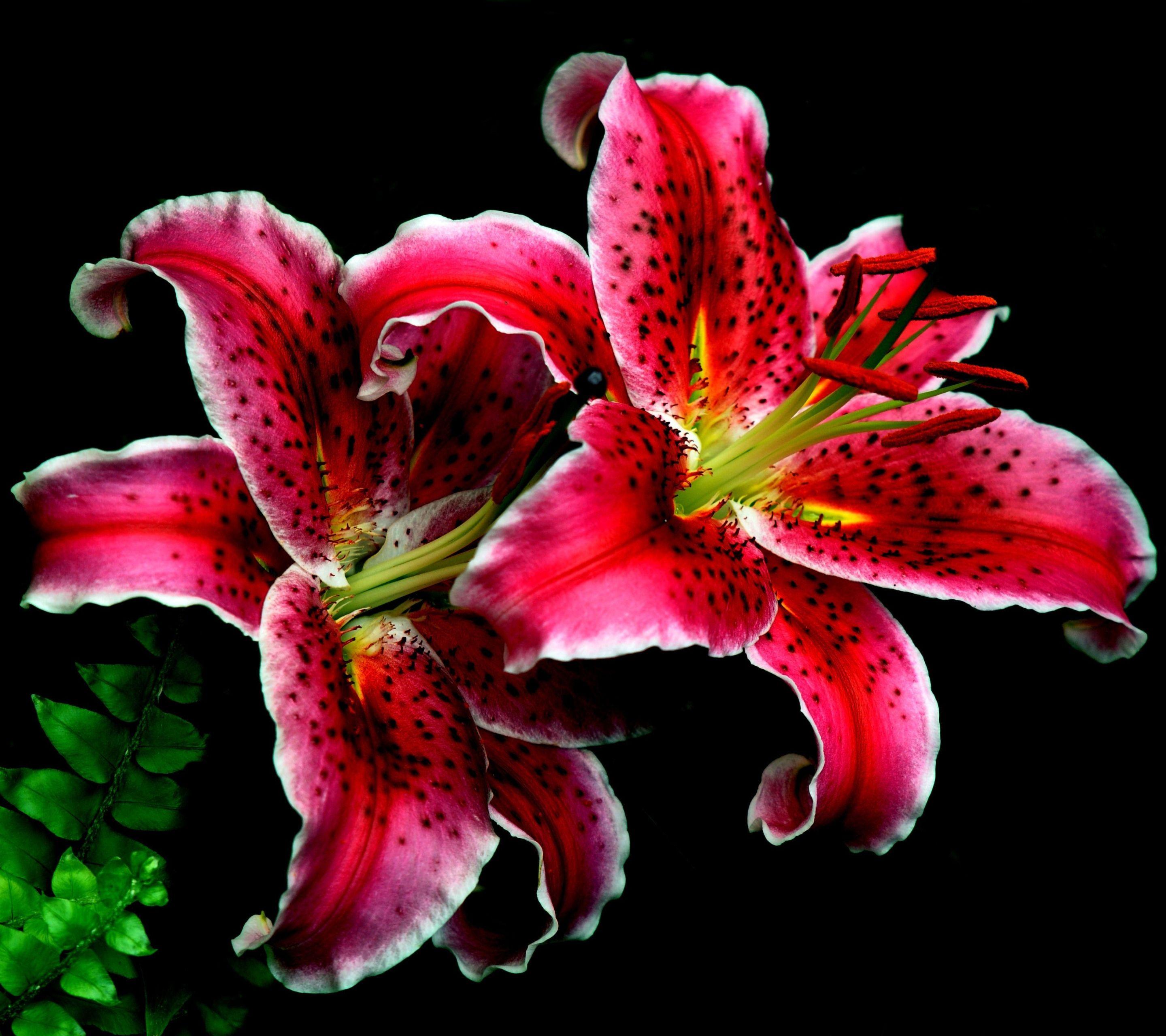 Stargazer Lily Wallpapers - Top Free Stargazer Lily Backgrounds ...