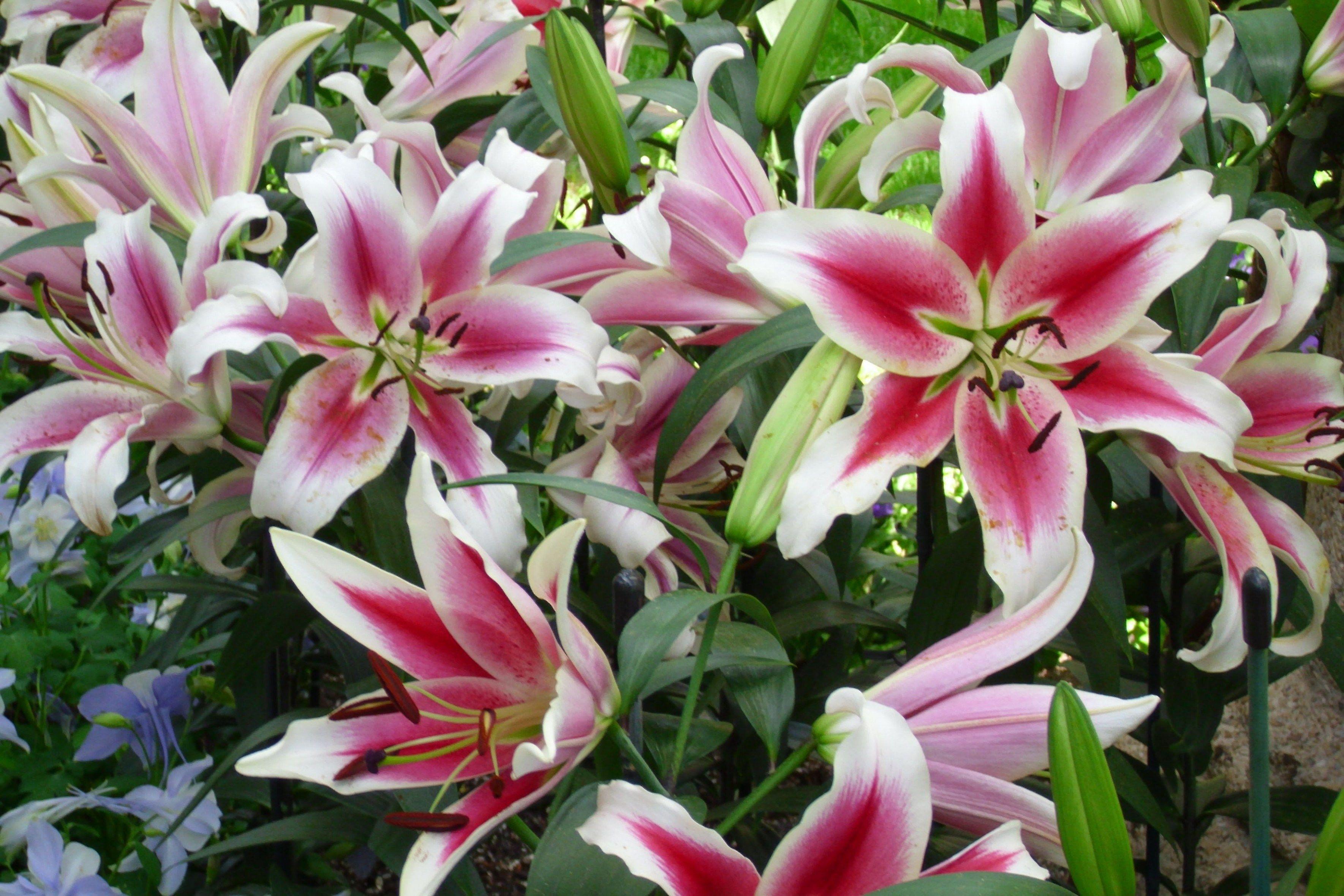 Stargazer Lily Wallpapers - Top Free Stargazer Lily Backgrounds ...