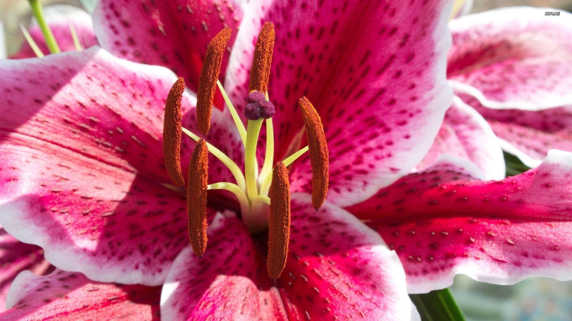 Stargazer Lily Wallpapers - Top Free Stargazer Lily Backgrounds ...